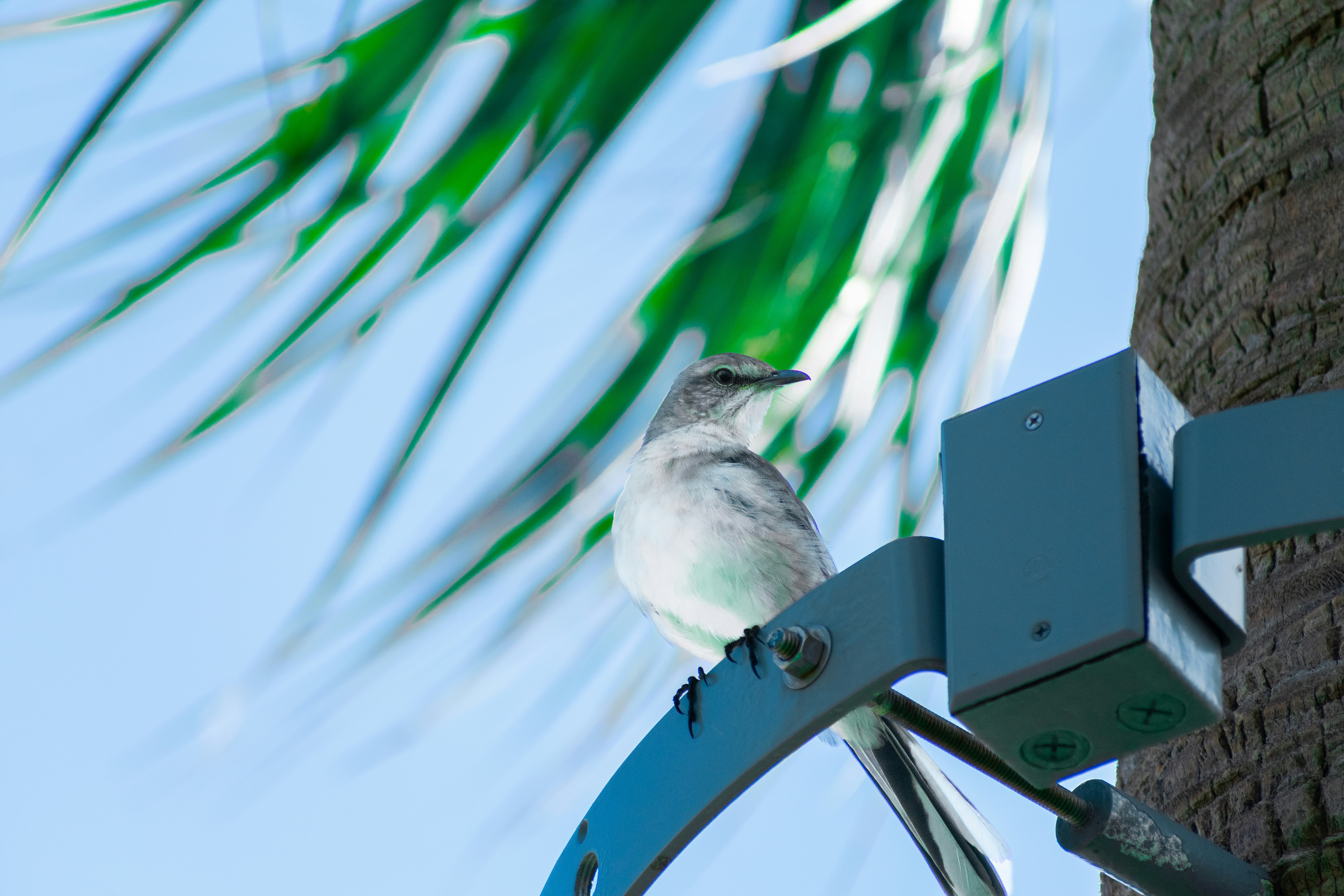 Cerulean Sky Sentinel: A Small Bird on a Curved Ring