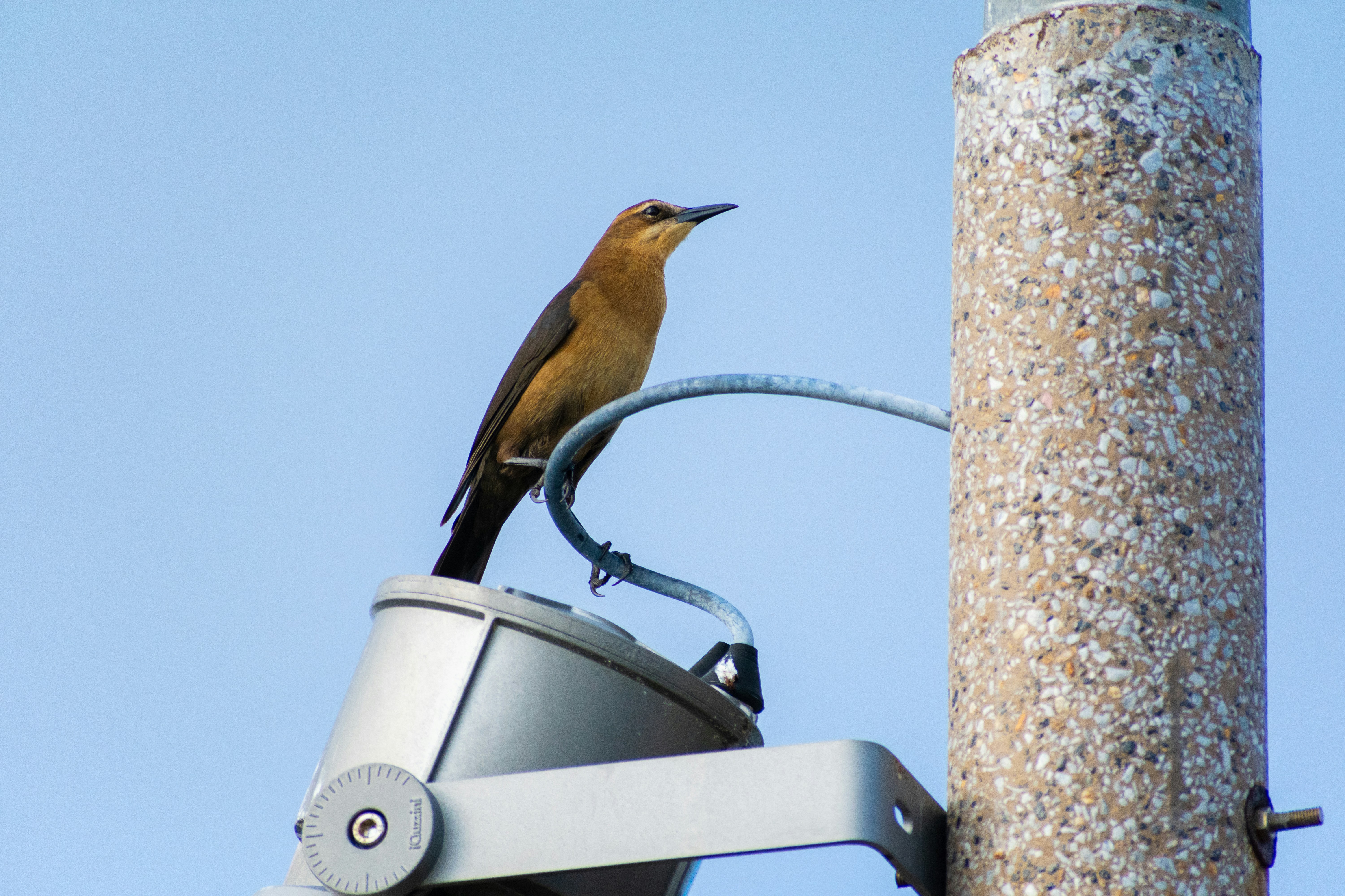 Perched Ember: A small bird on a streetlamp against a clear blue sky