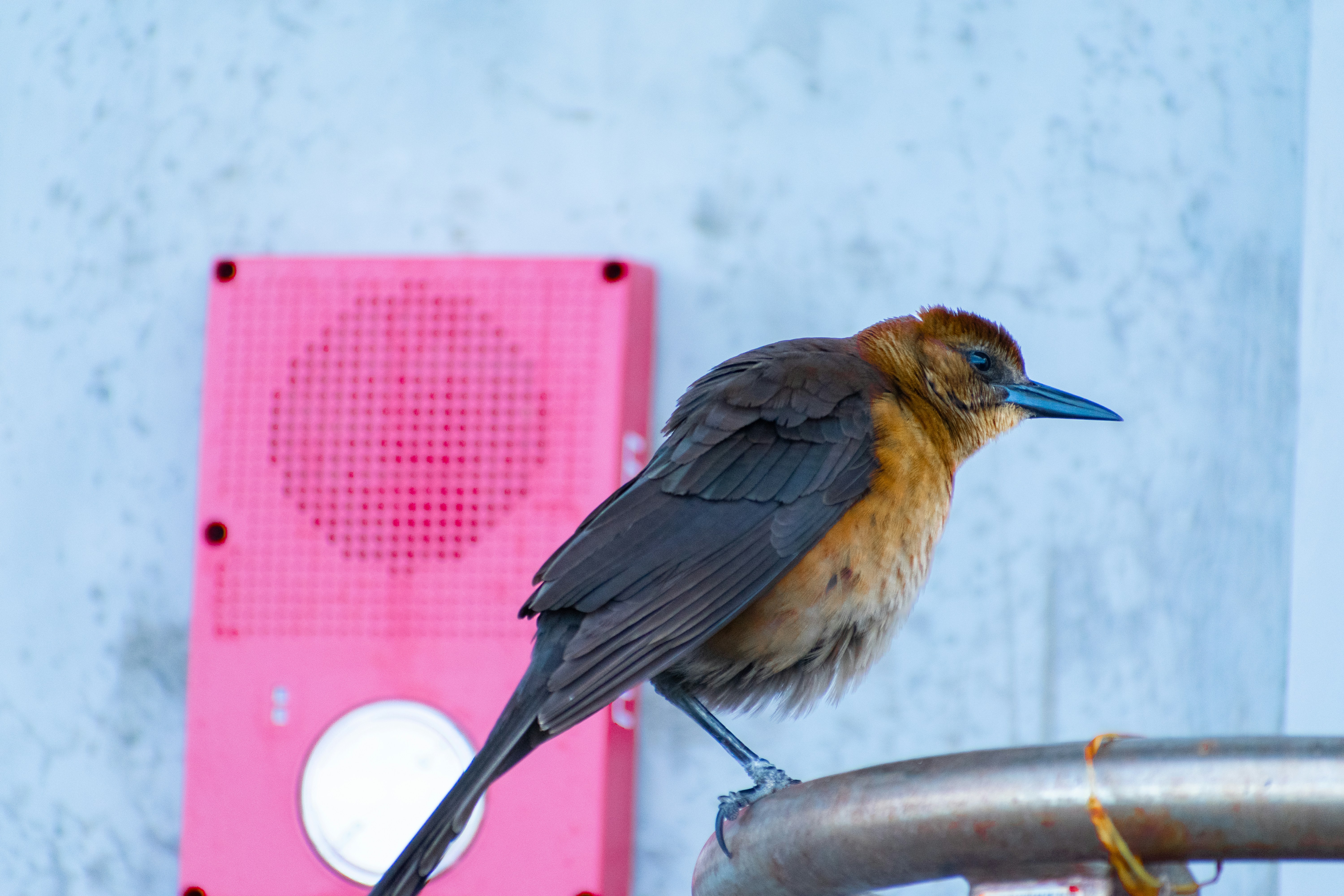 a small bird sitting on top of a metal pipe