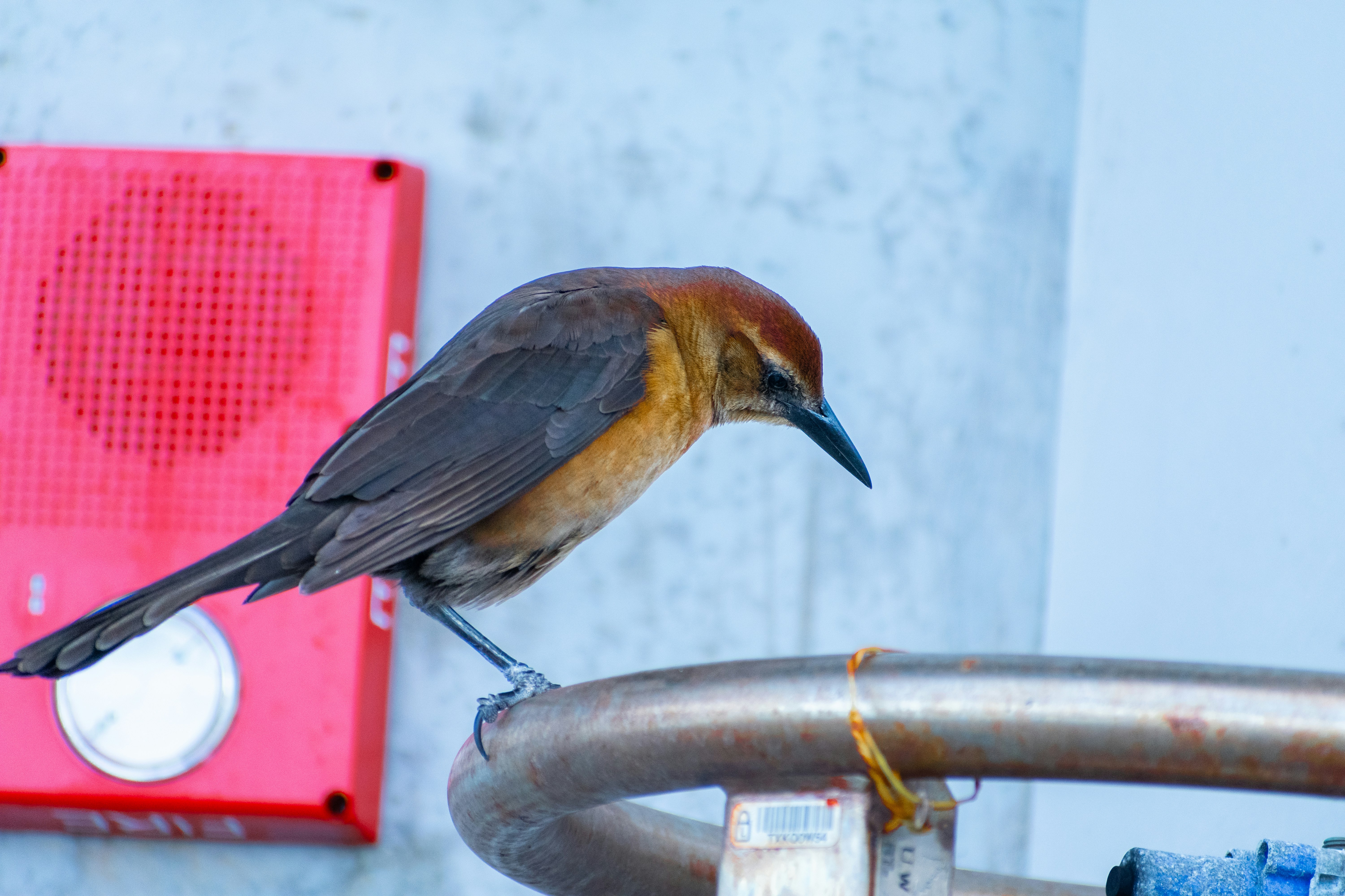 Perch of a Rust-Brown Visitor: Bird on Metal Rails Near a Red Siren