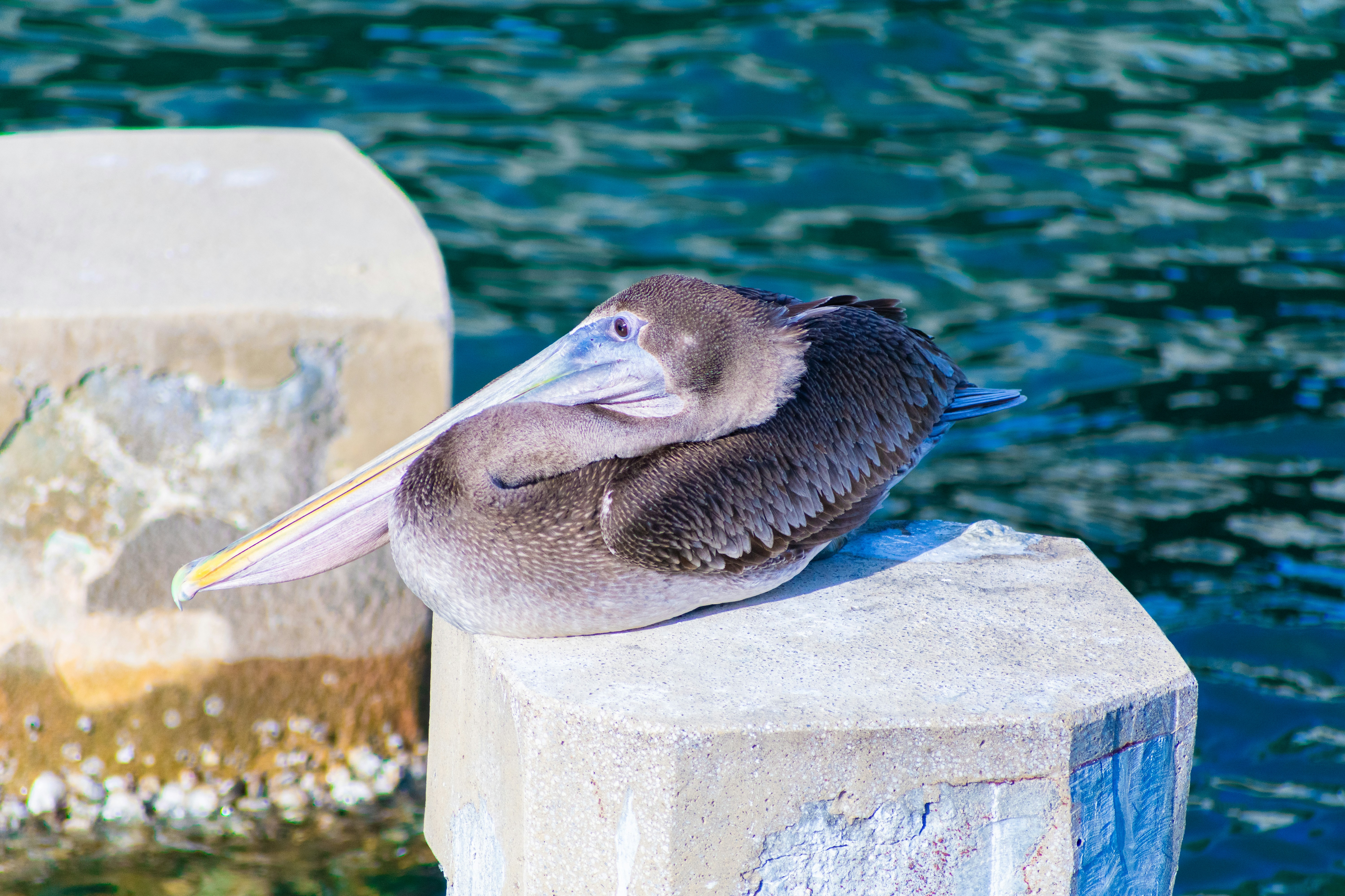 Floating on Stone: A Pelagic Pelican Enjoys a Rest at the Wharf