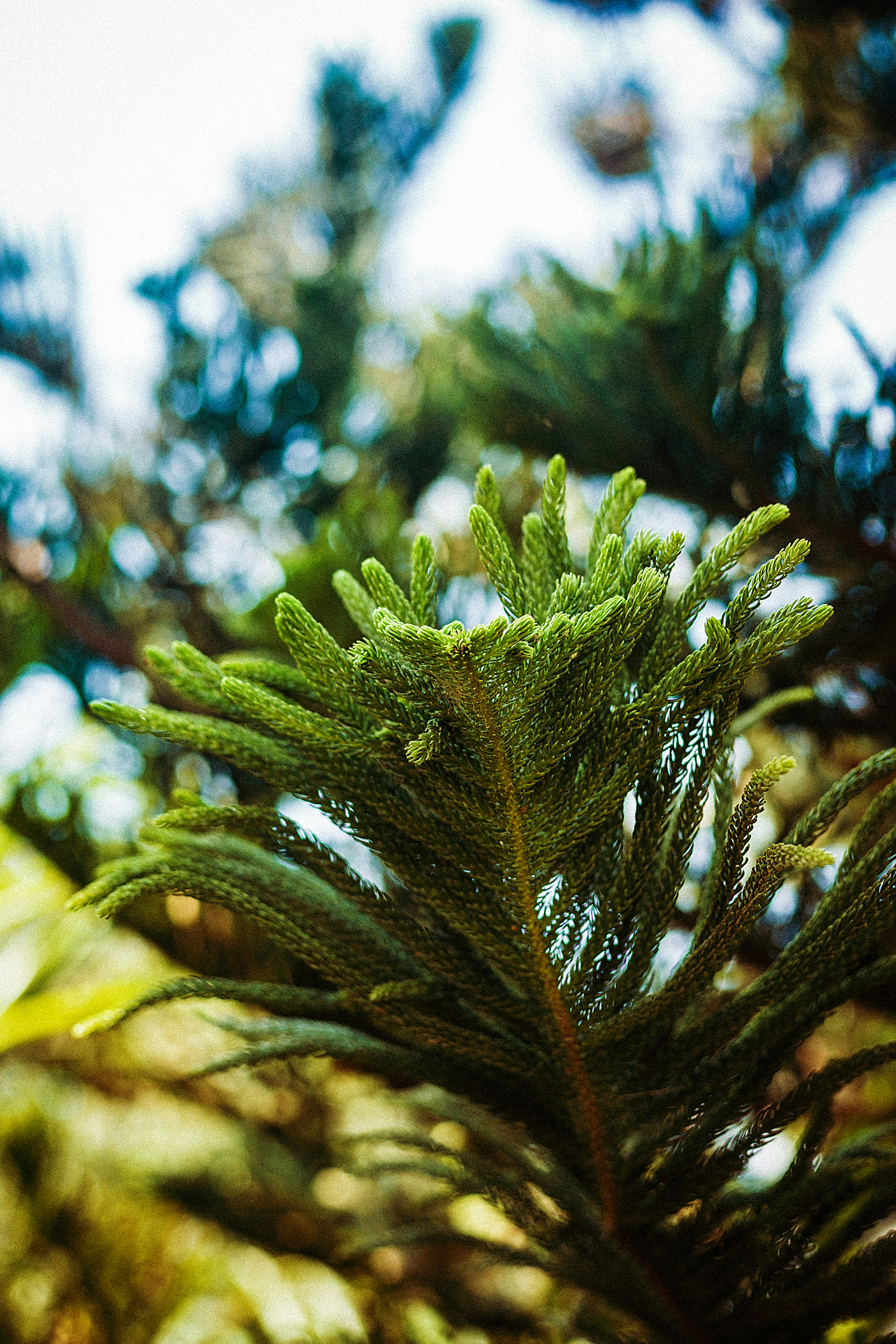 Verdant Crown: Close-up Pine Needles Reaching into Morning Light