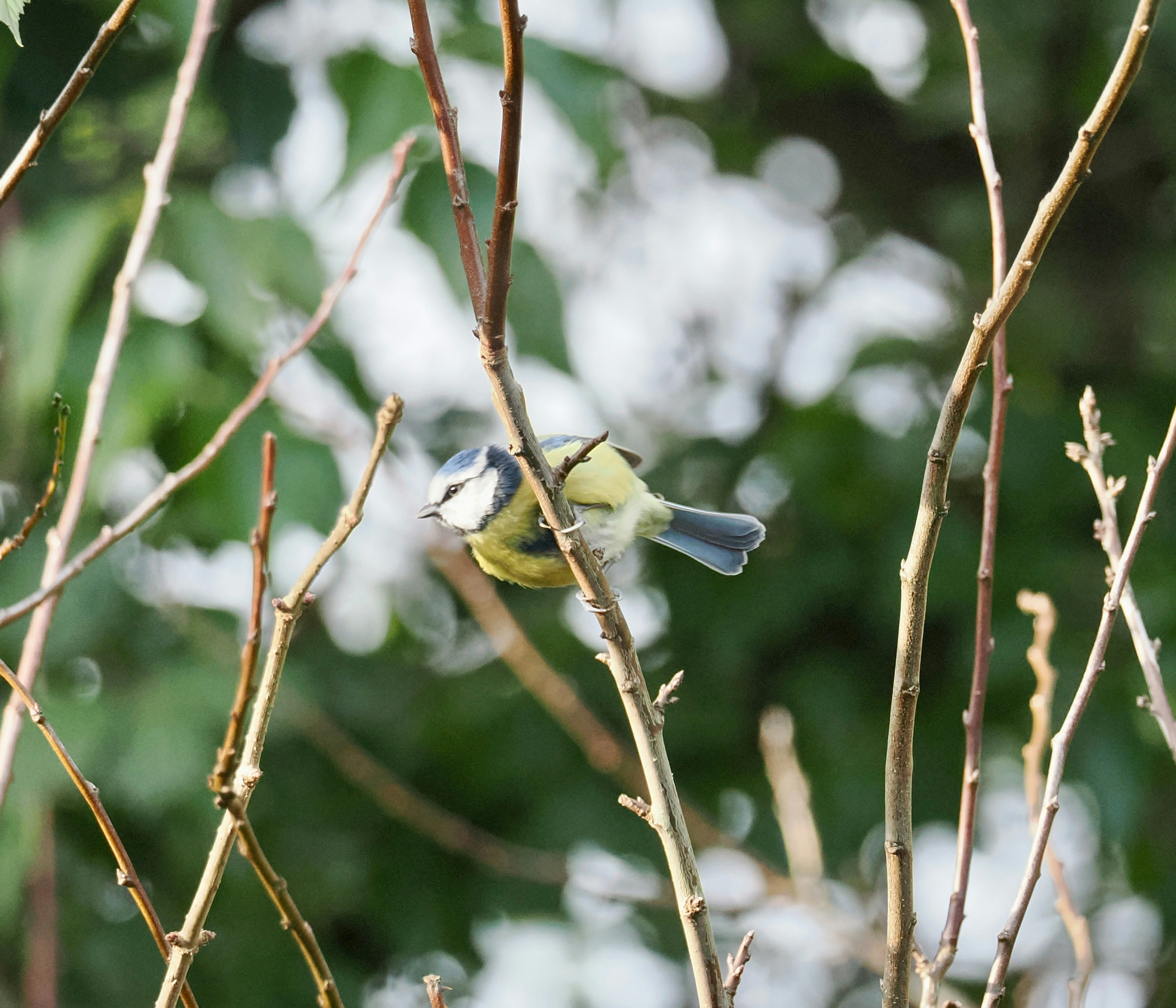 Blue Tit on a Slim Branch: Winter Light and Quiet Green Bokeh
