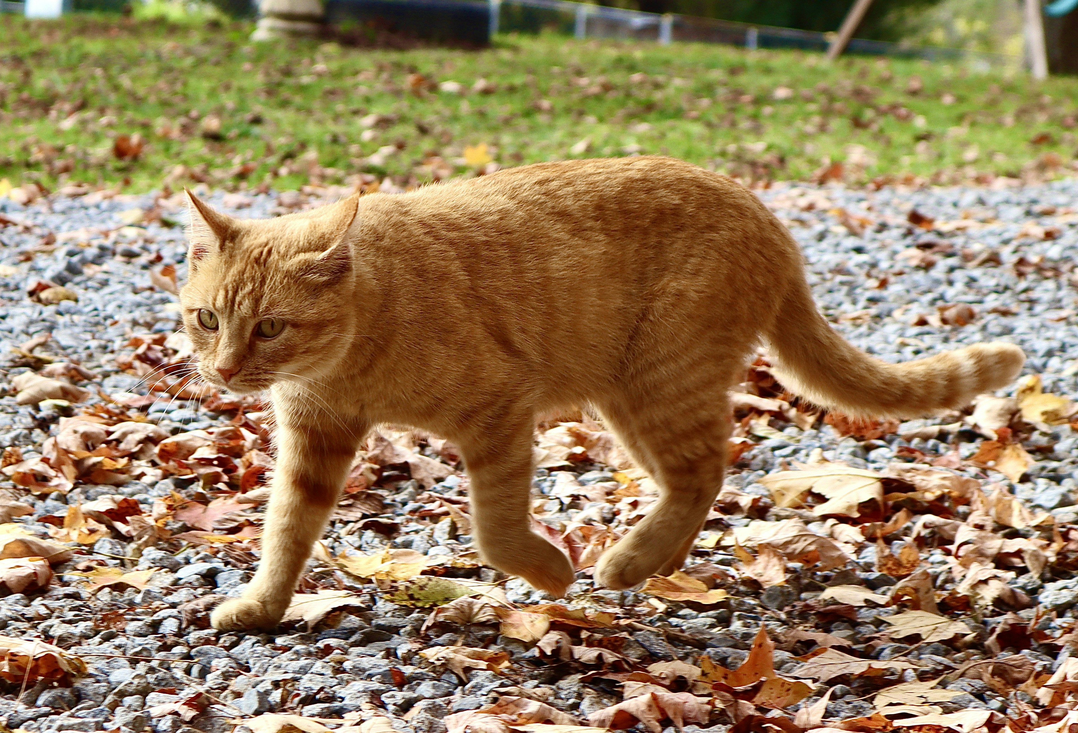 An orange cat walking across a pile of leaves photo – Free Cat Image on ...
