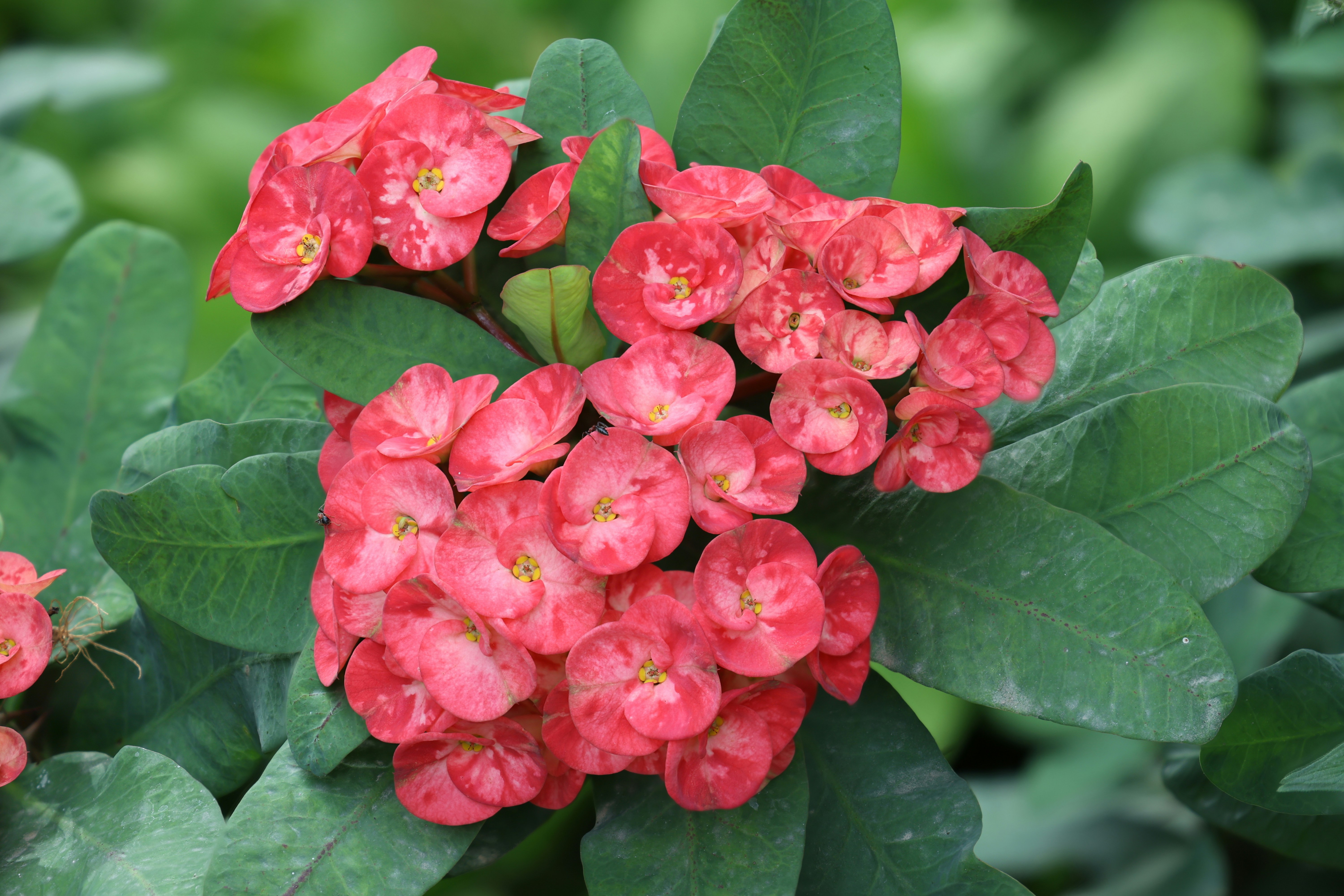 Vibrant Clusters: Nature's Palette in Bloom