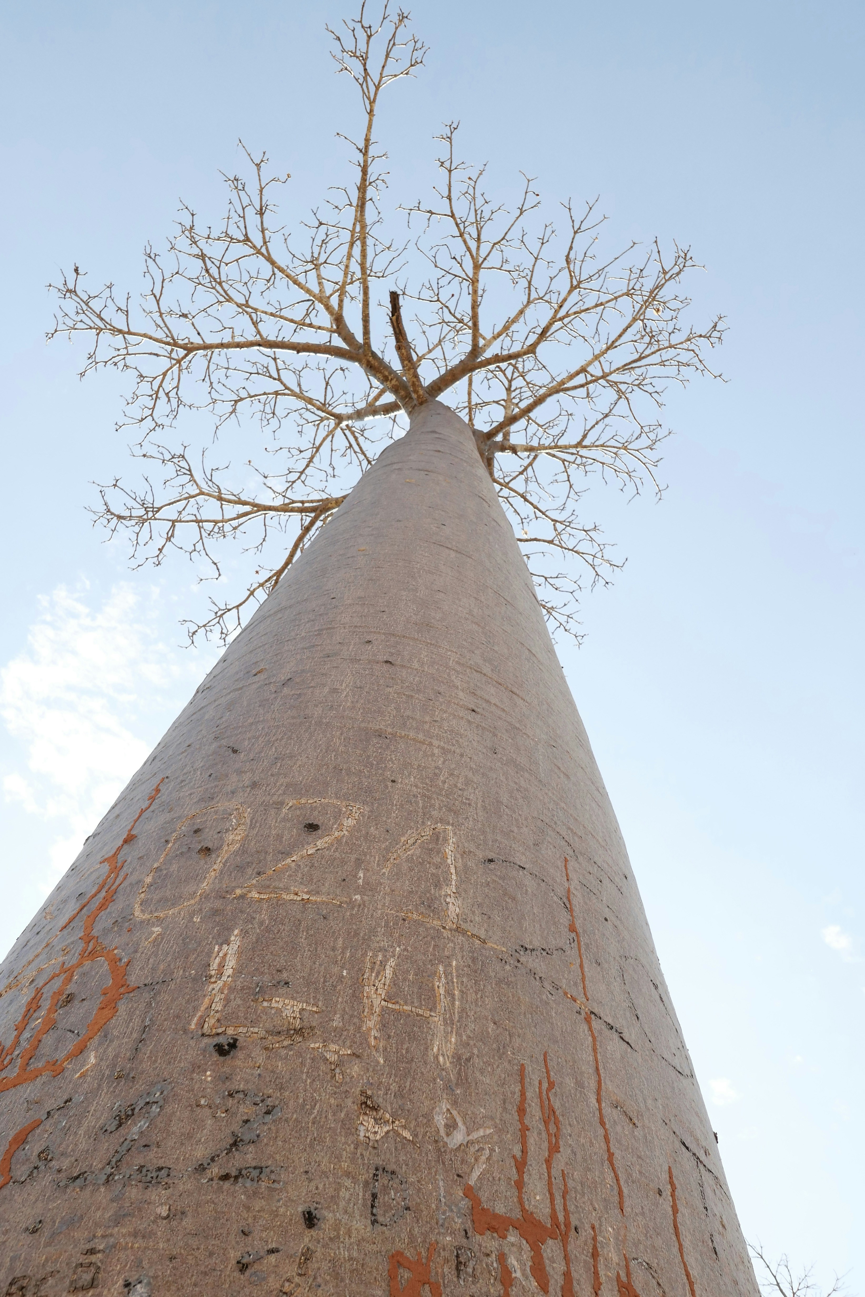 Skyward Trunk: A Ground-Up Portrait of a Leafless Monolith