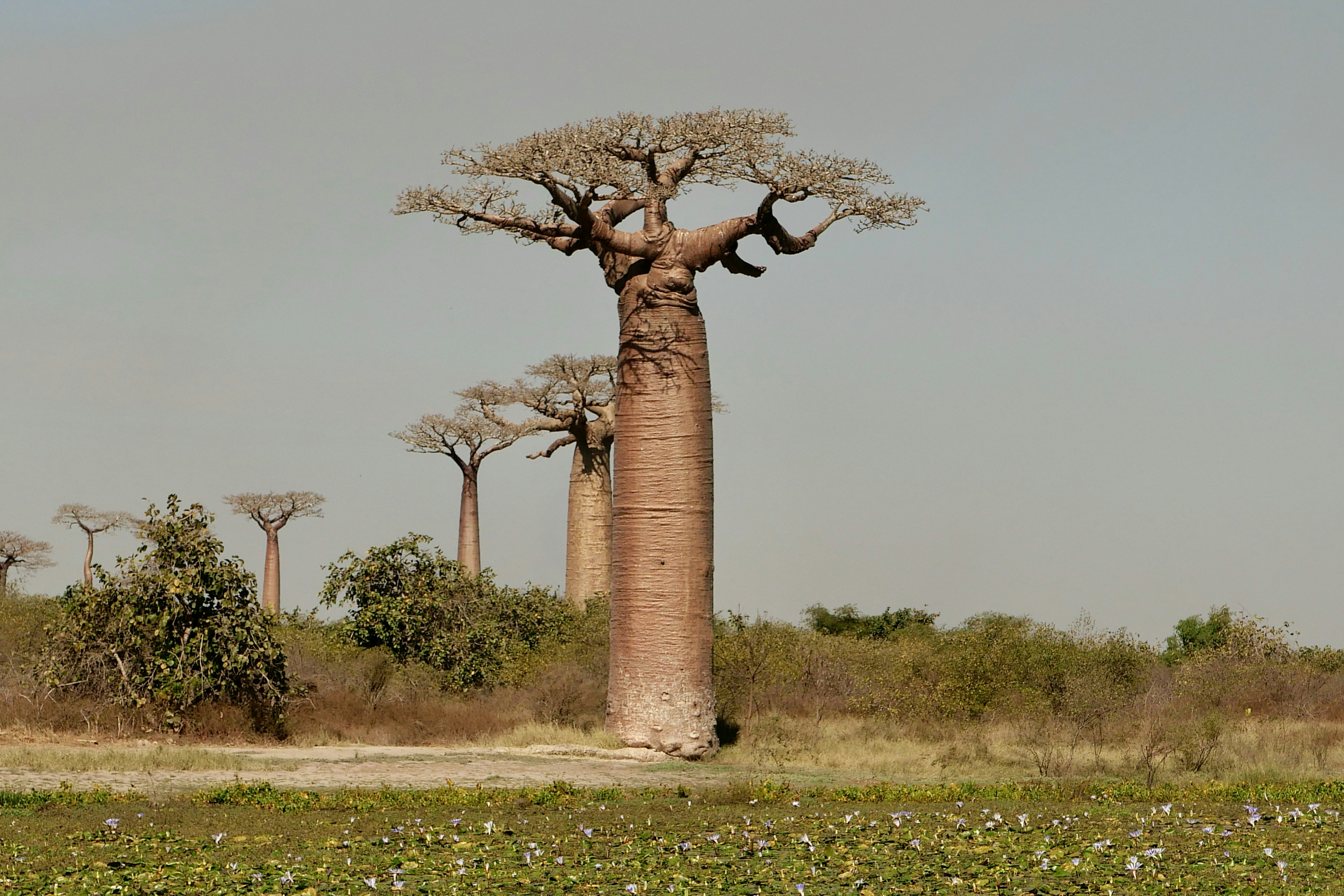 A bao tree in the middle of a field photo – Free Tree Image on Unsplash