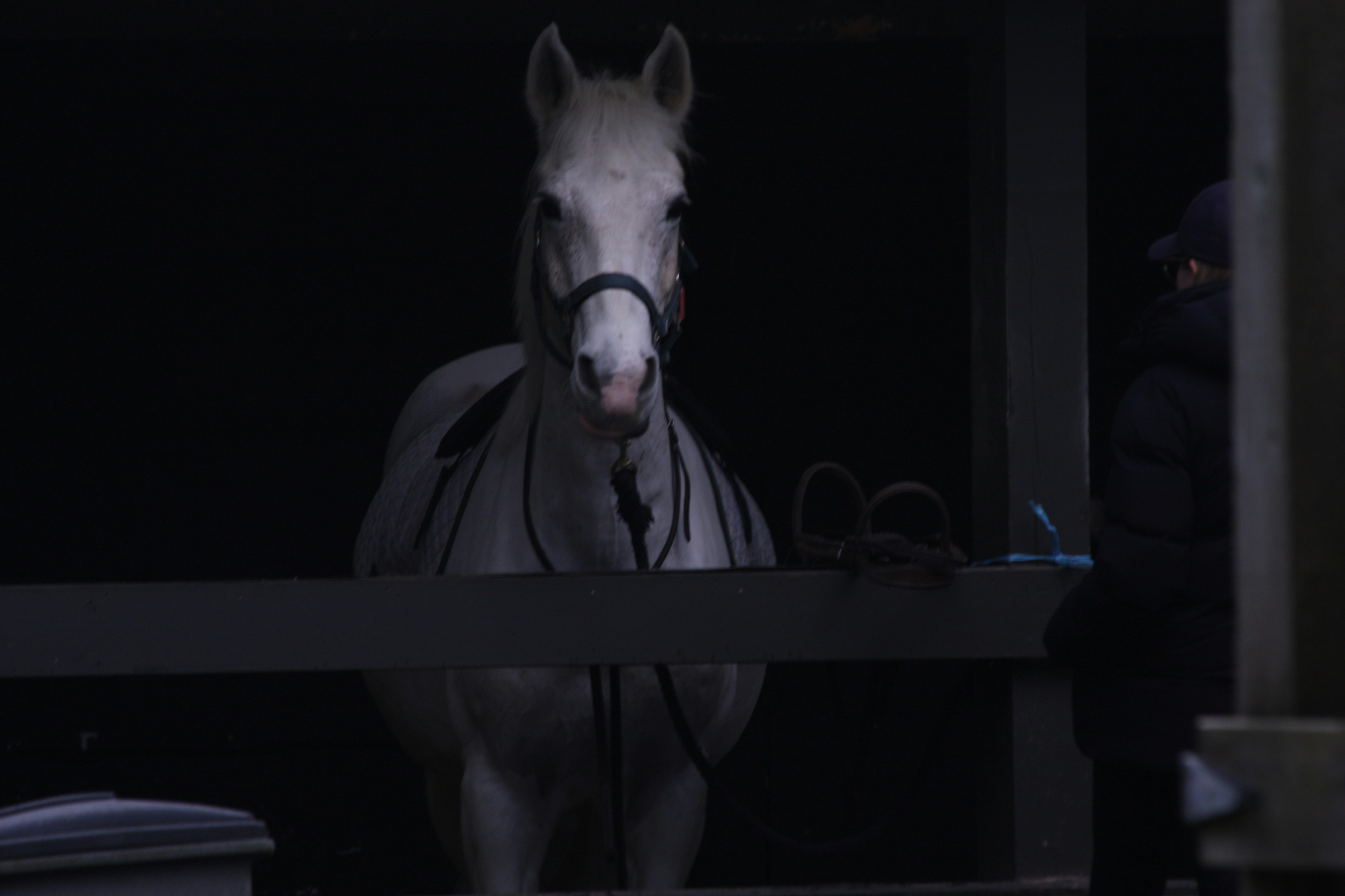 A white horse standing in a stable at night photo – Free Vancouver ...
