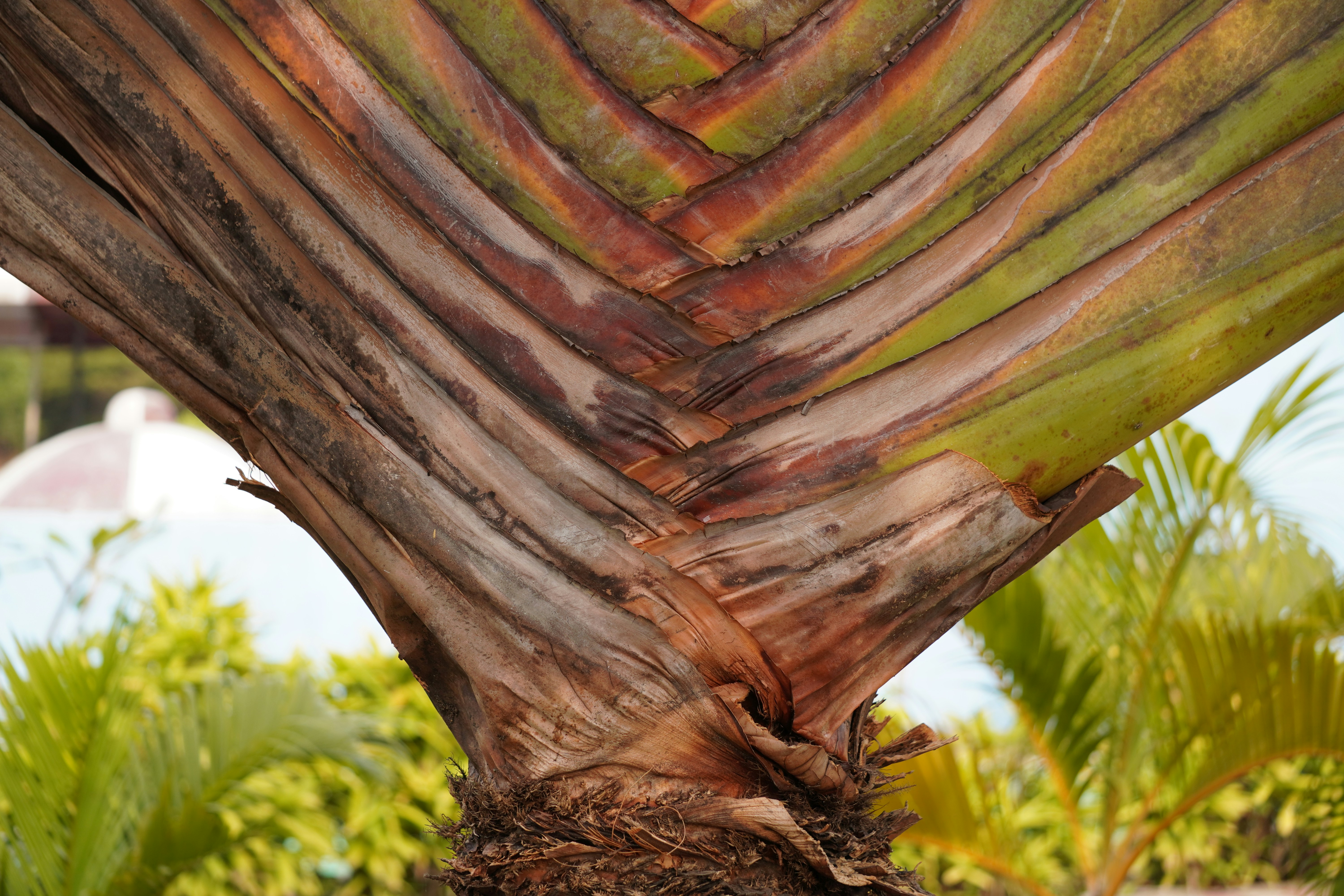 Crisscrossed Palm Bark: Abstract Texture in Sunlit Garden
