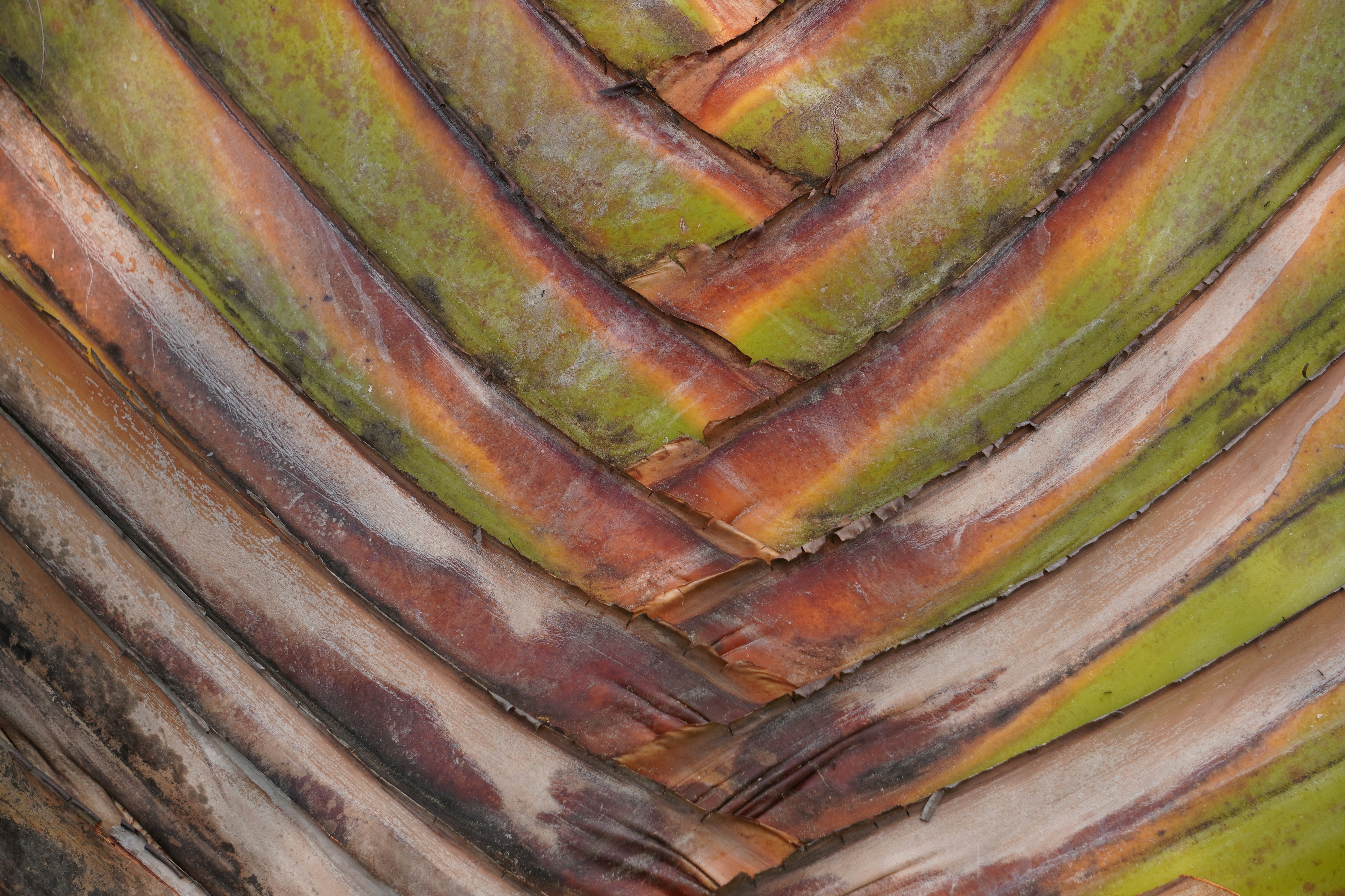 Palm Frond Weave: a close-up mosaic of color and texture