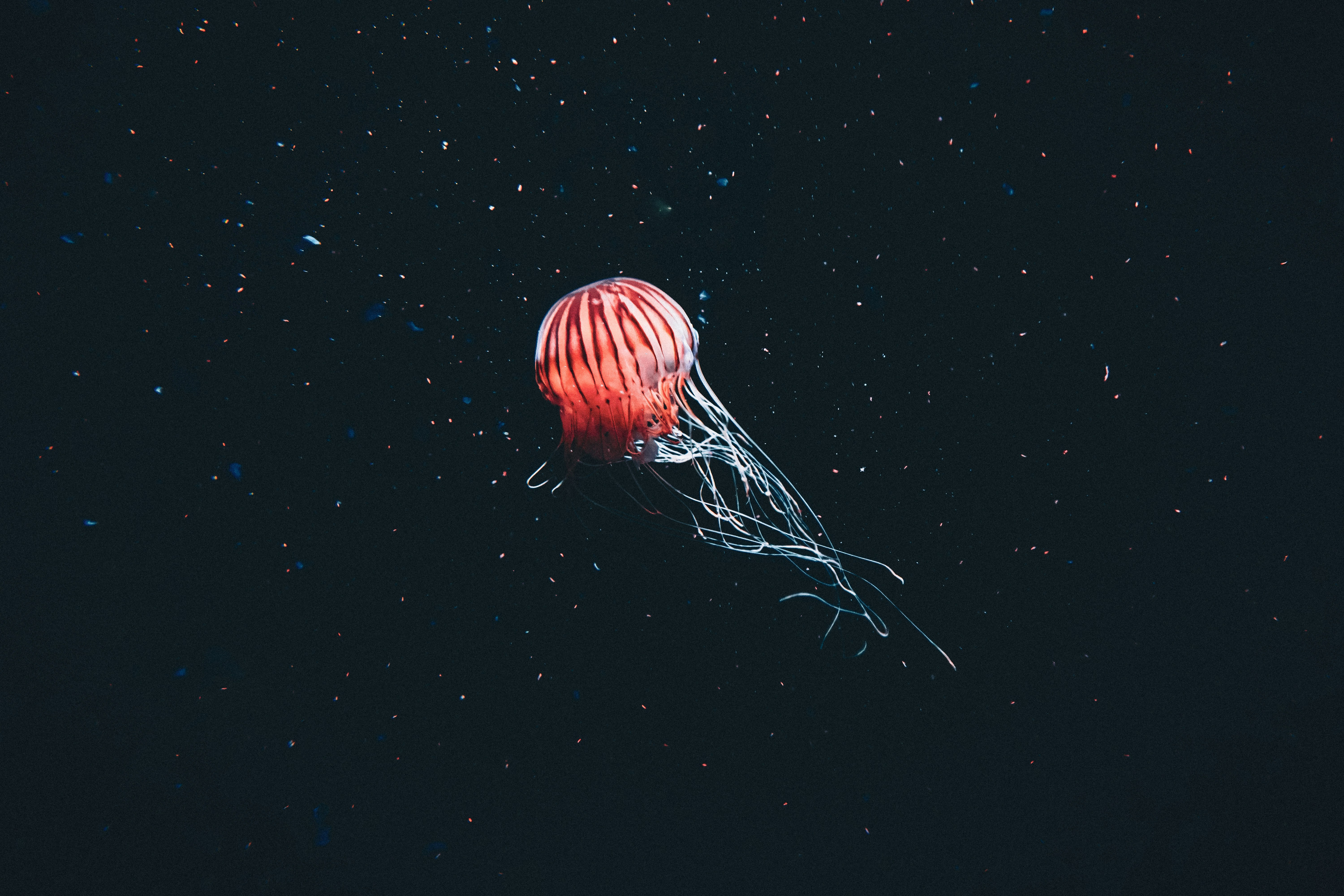 Celestial Dance of the Deep