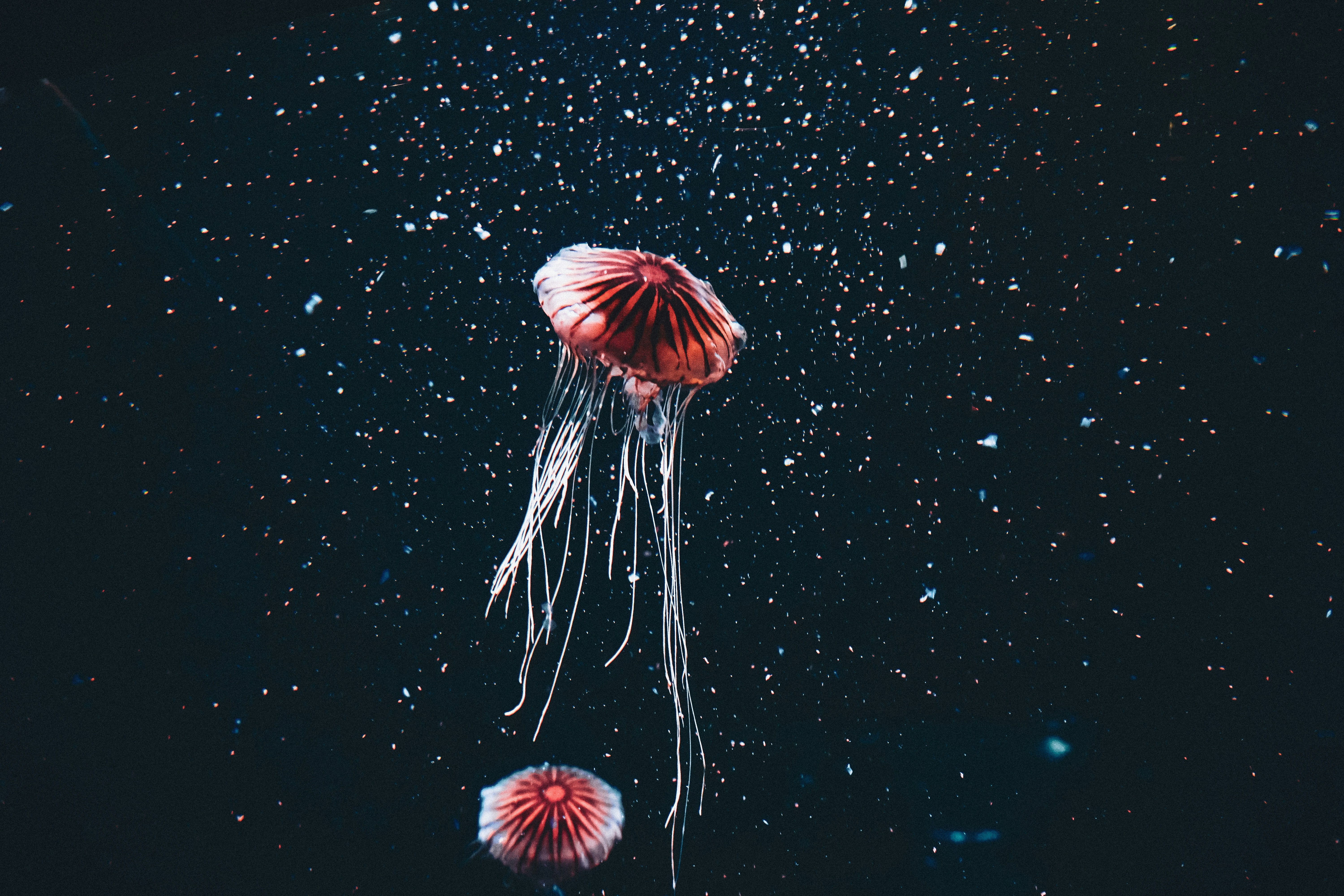 A couple of jelly fish floating in the air photo – Free Germany Image ...