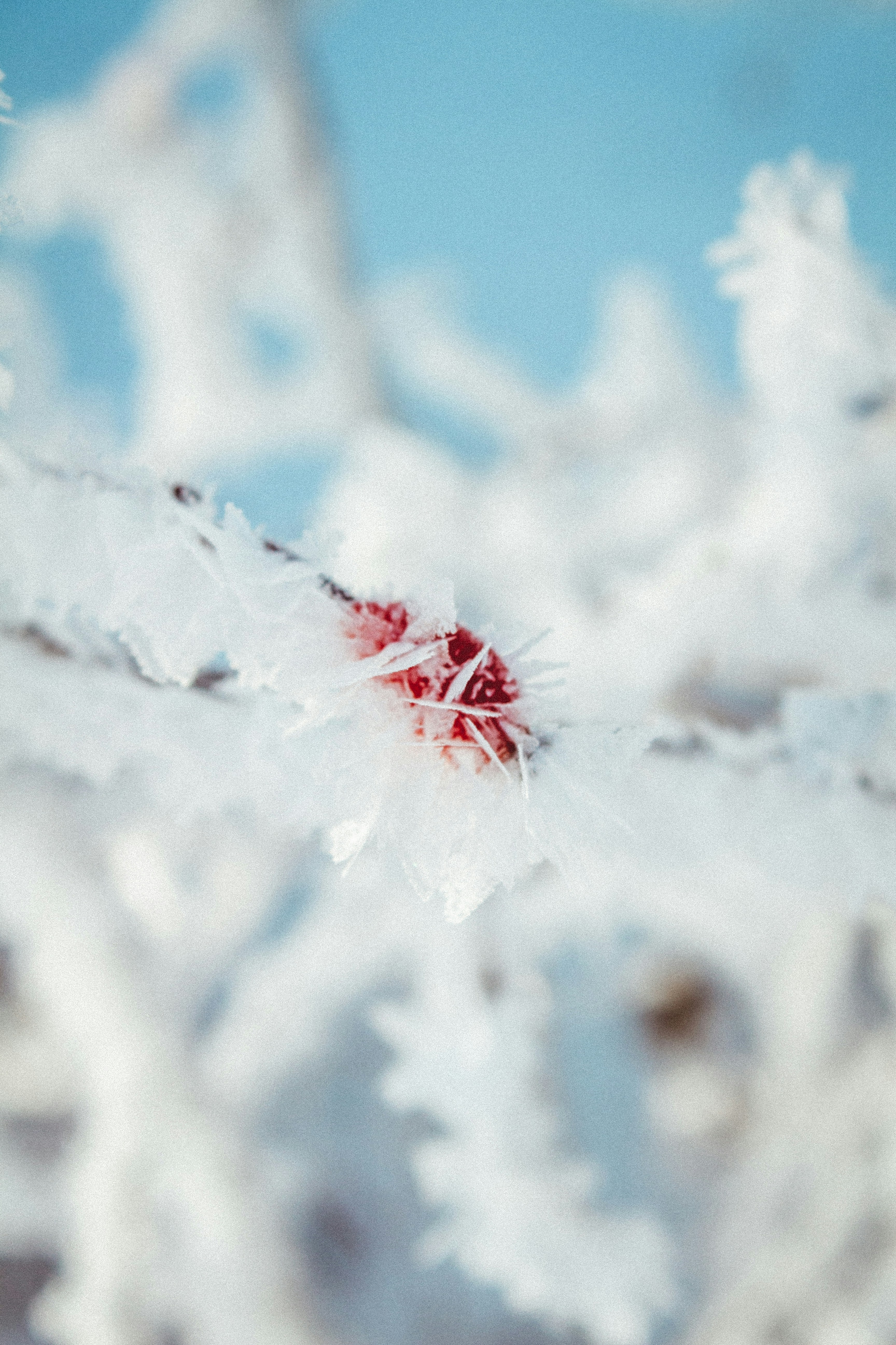 Crystal Rose on Frosted Branch under Winter Sky