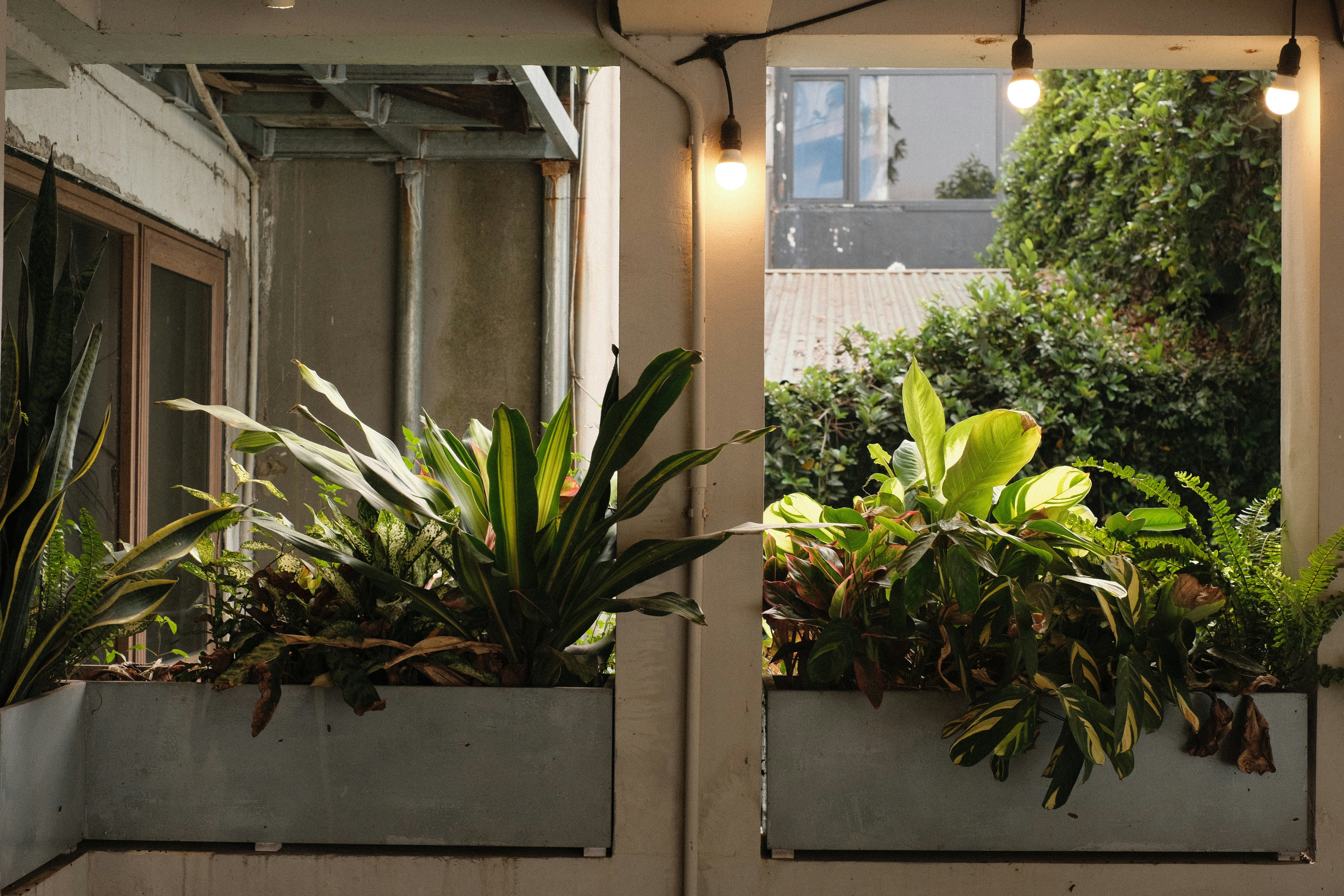 Symmetry in Green: Urban Balcony Planters Framed by Warm Glow