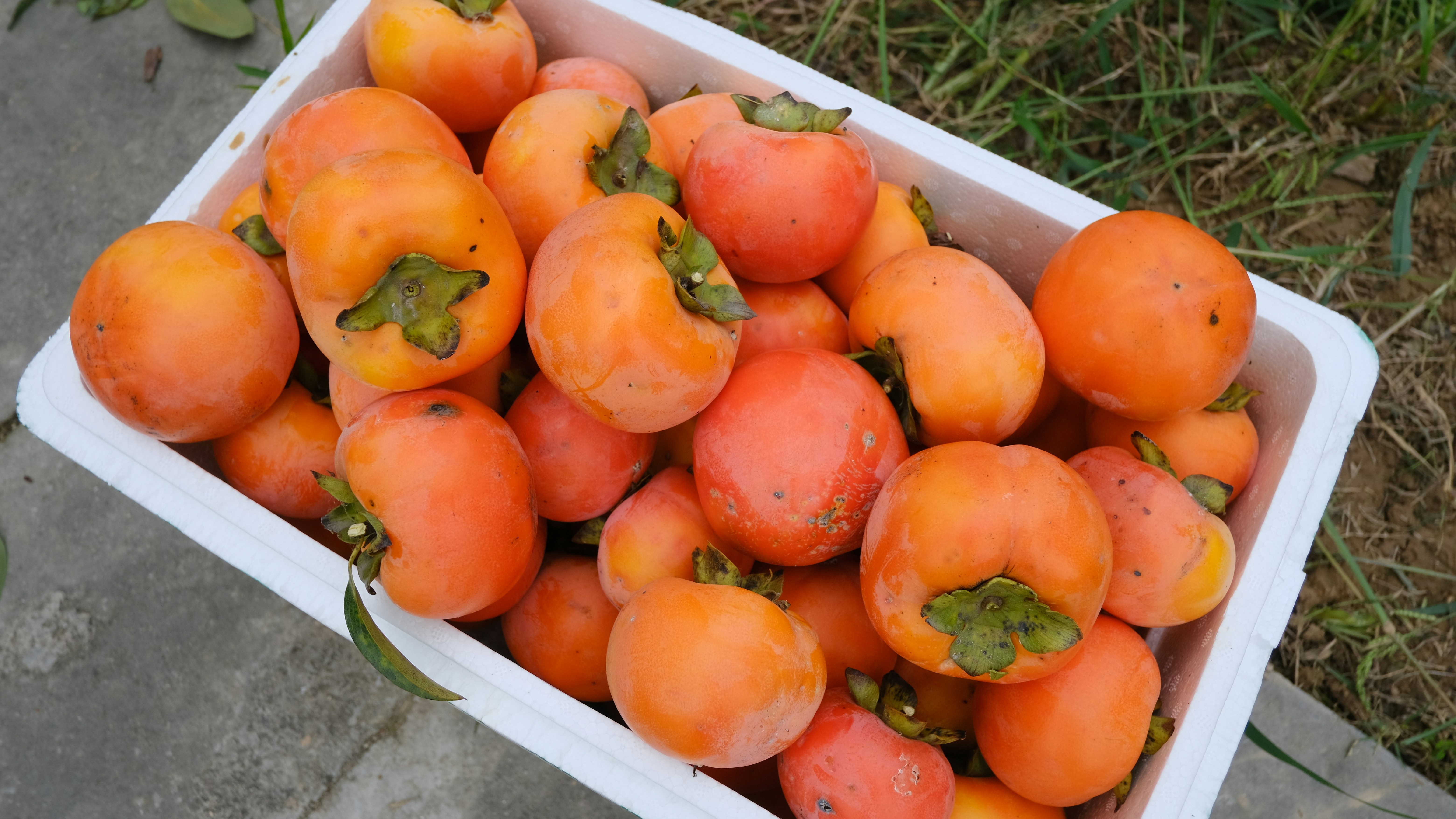 Sunlit Persimmons in a White Crate: Quiet Harvest on Concrete