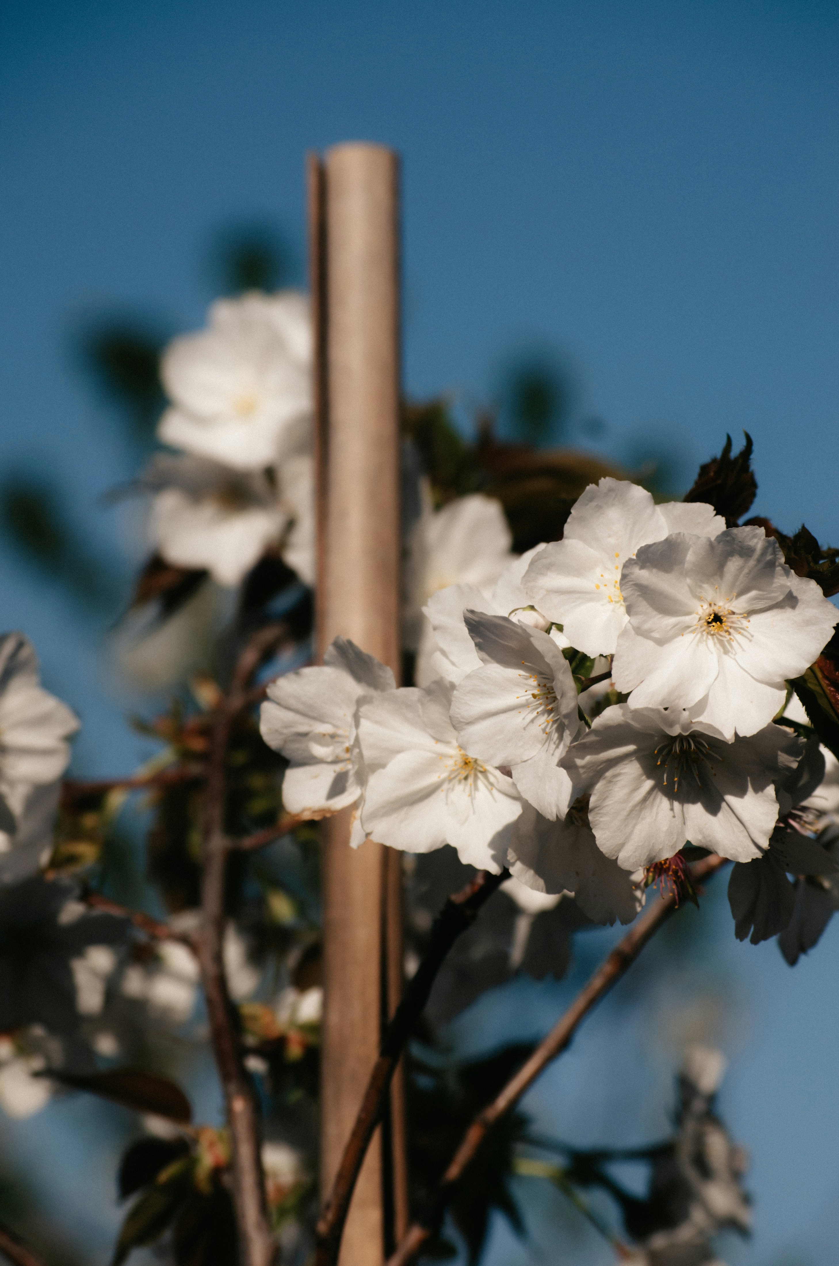 Petals and Pole: White Blossom Cluster Framed by a Wooden Trellis Under a Clear Blue Sky