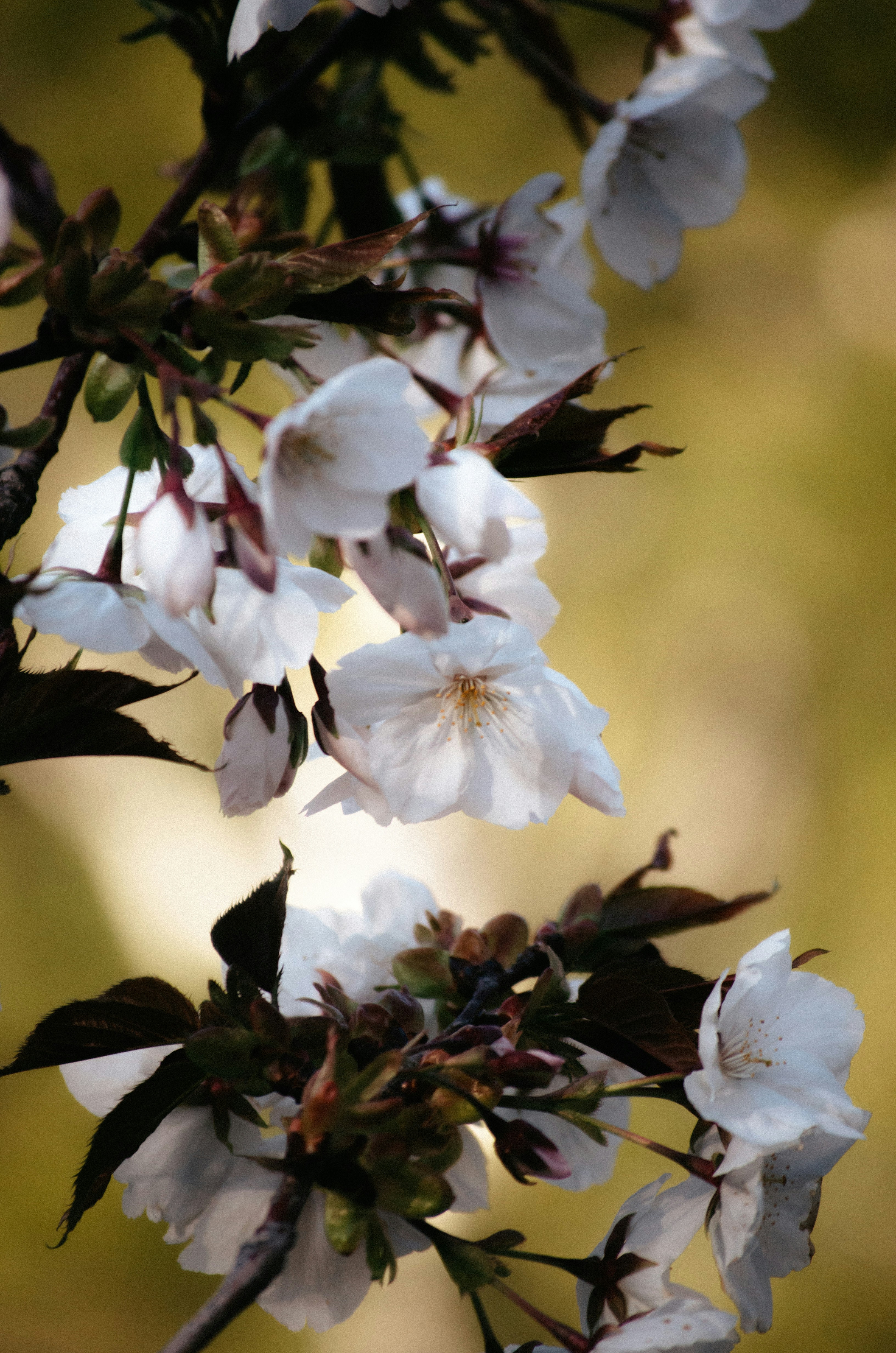 Quiet White Blossoms in Velvet Golden Bokeh