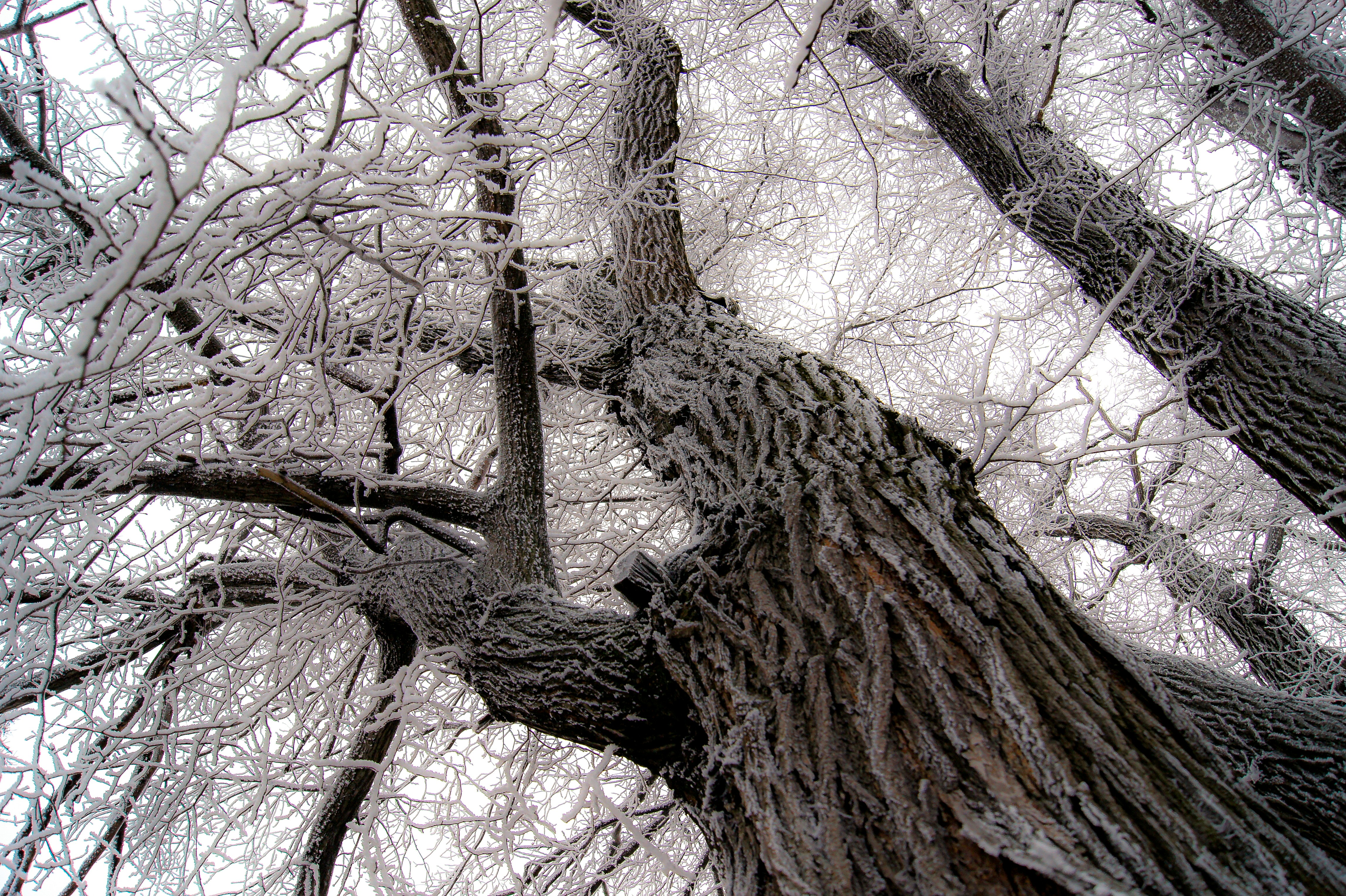 Convergence of Frost: An Upward Gaze into a Snow-Cloaked Tree