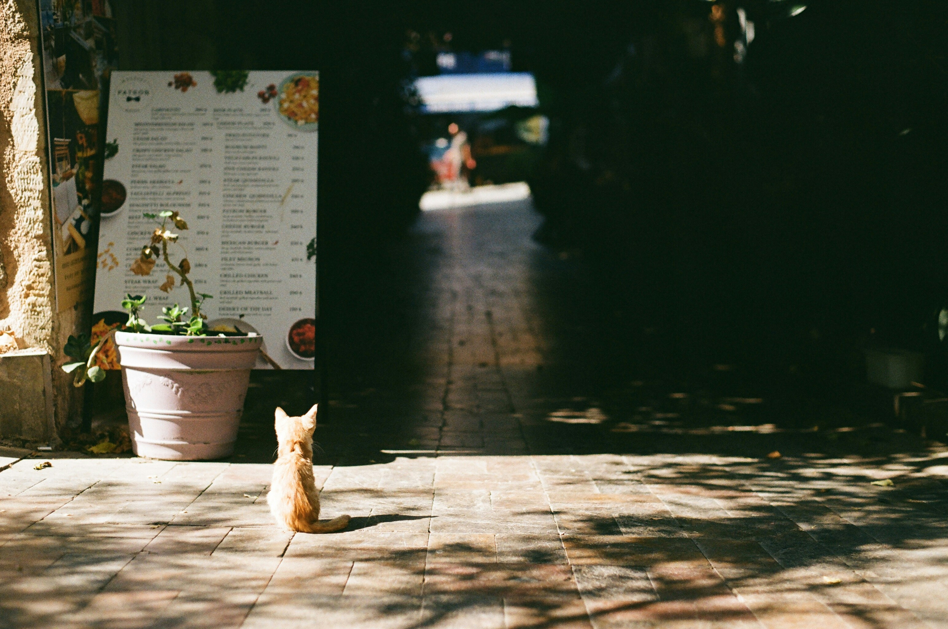 Tiny Cat in a Sunlit Archway