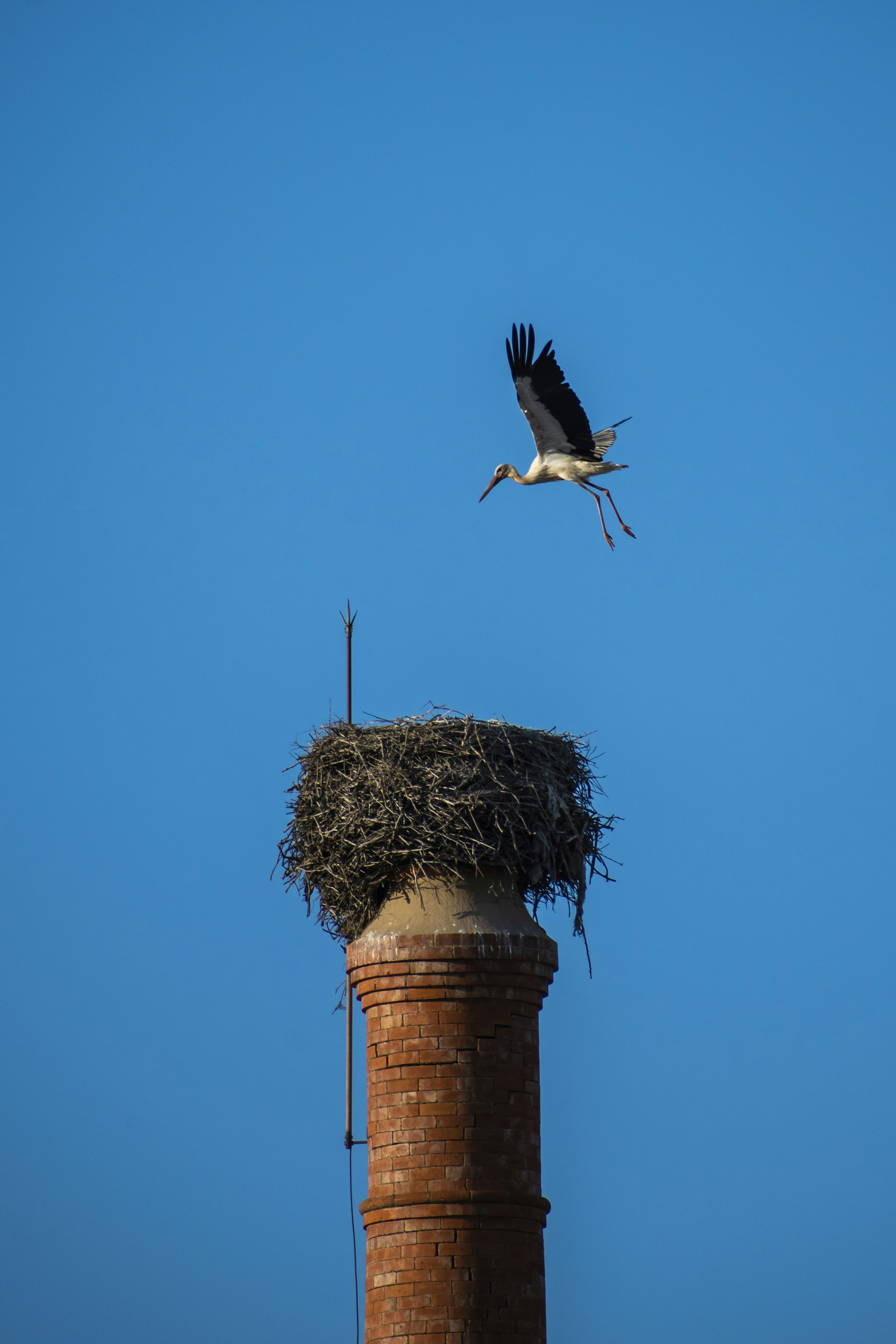 A stork flying over a nest on top of a chimney photo – Free Pateiro ...