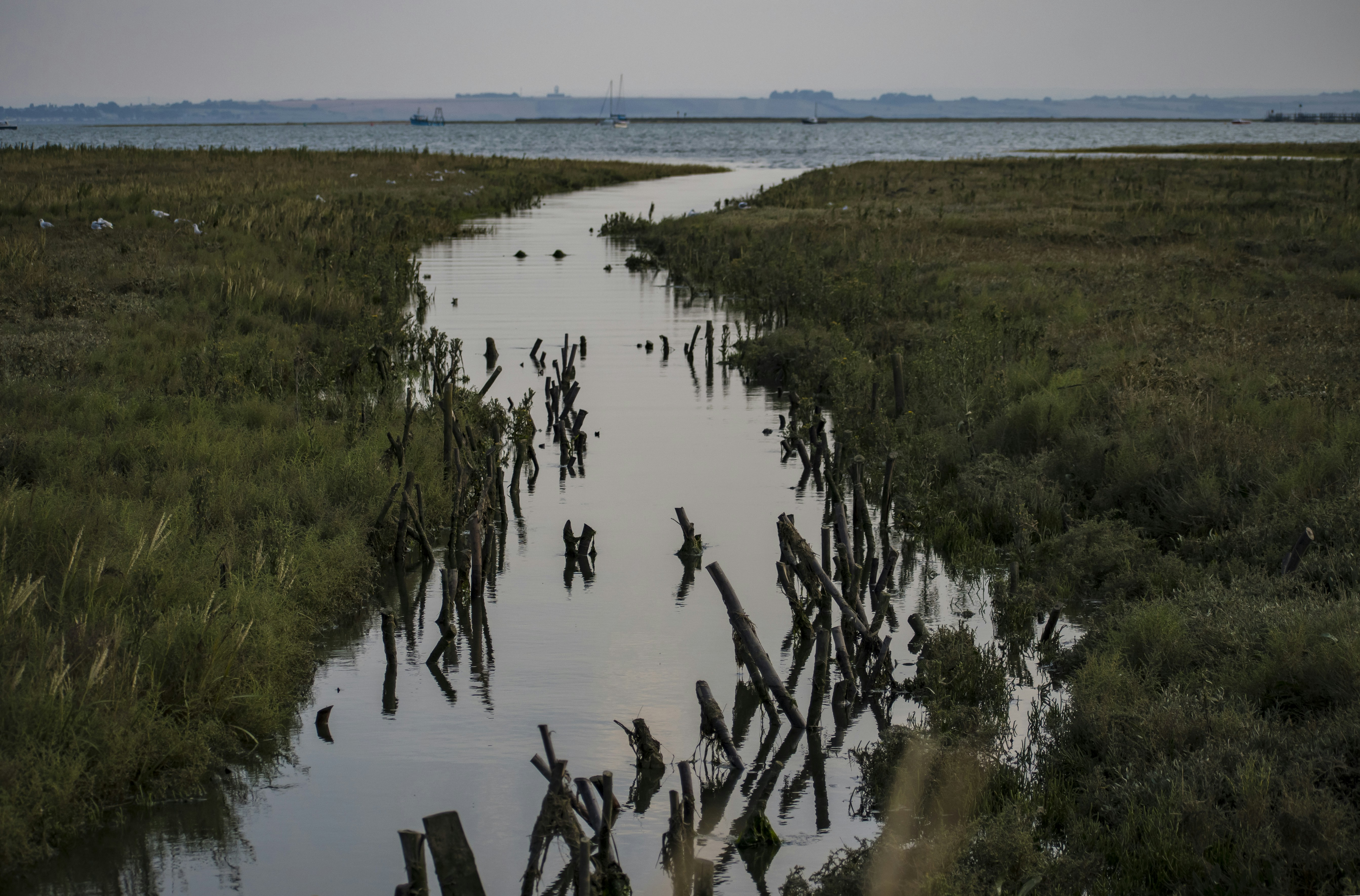 Foto Sungai yang mengalir melalui lapangan hijau yang subur – Gambar ...