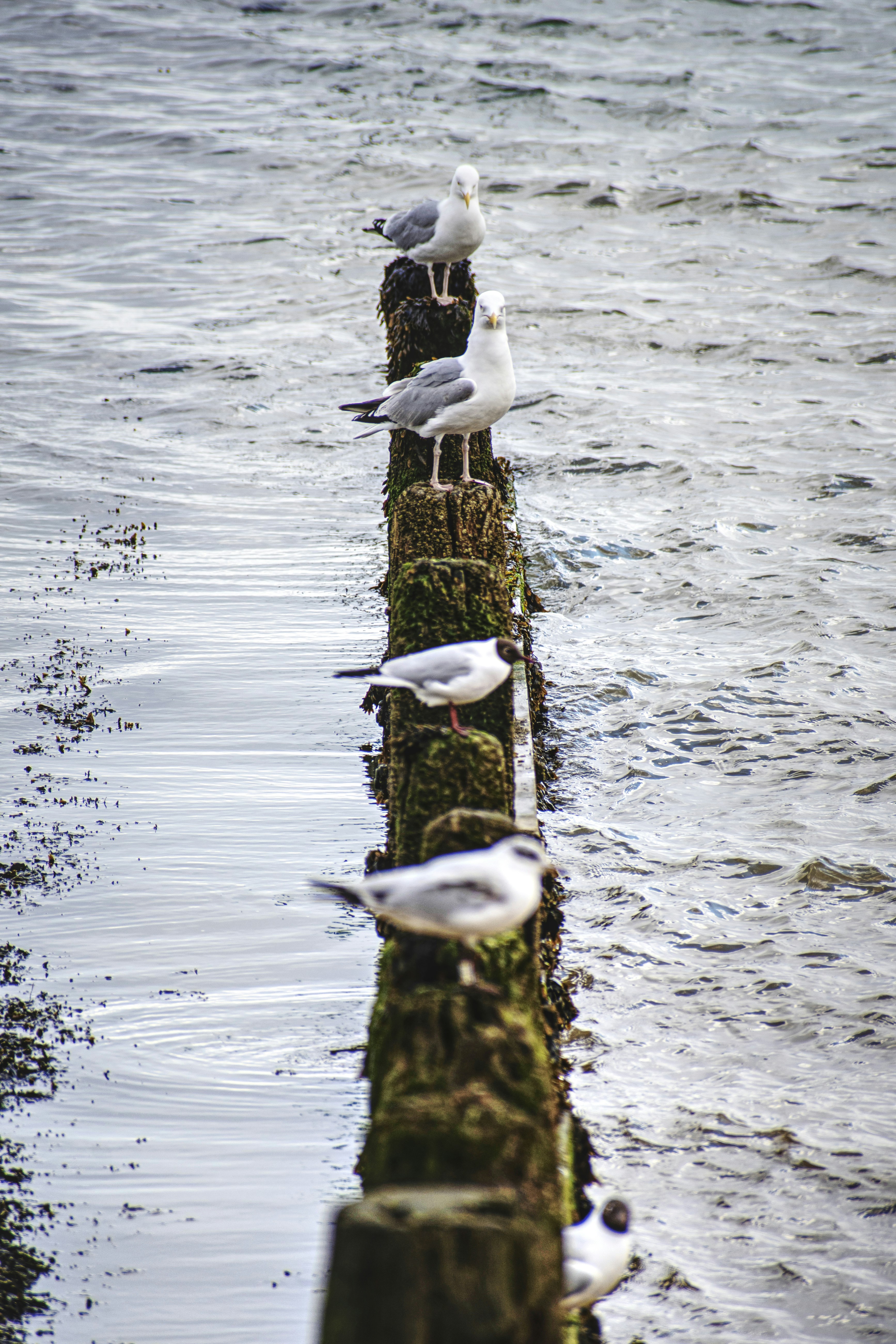 A group of seagulls sitting on a log in the water photo – Free Southend ...