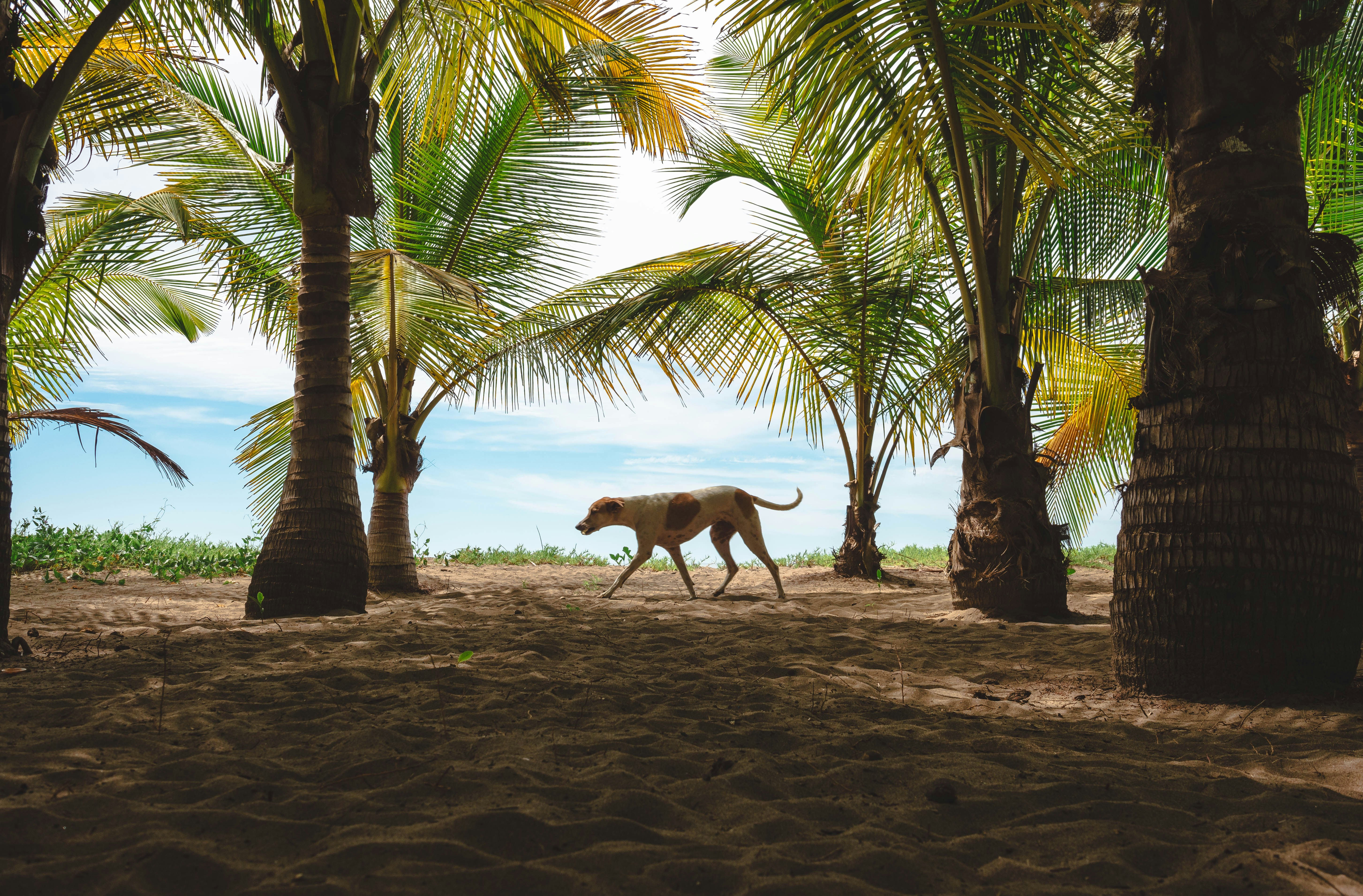 A dog walking on a sandy beach between palm trees photo – Free Panama ...