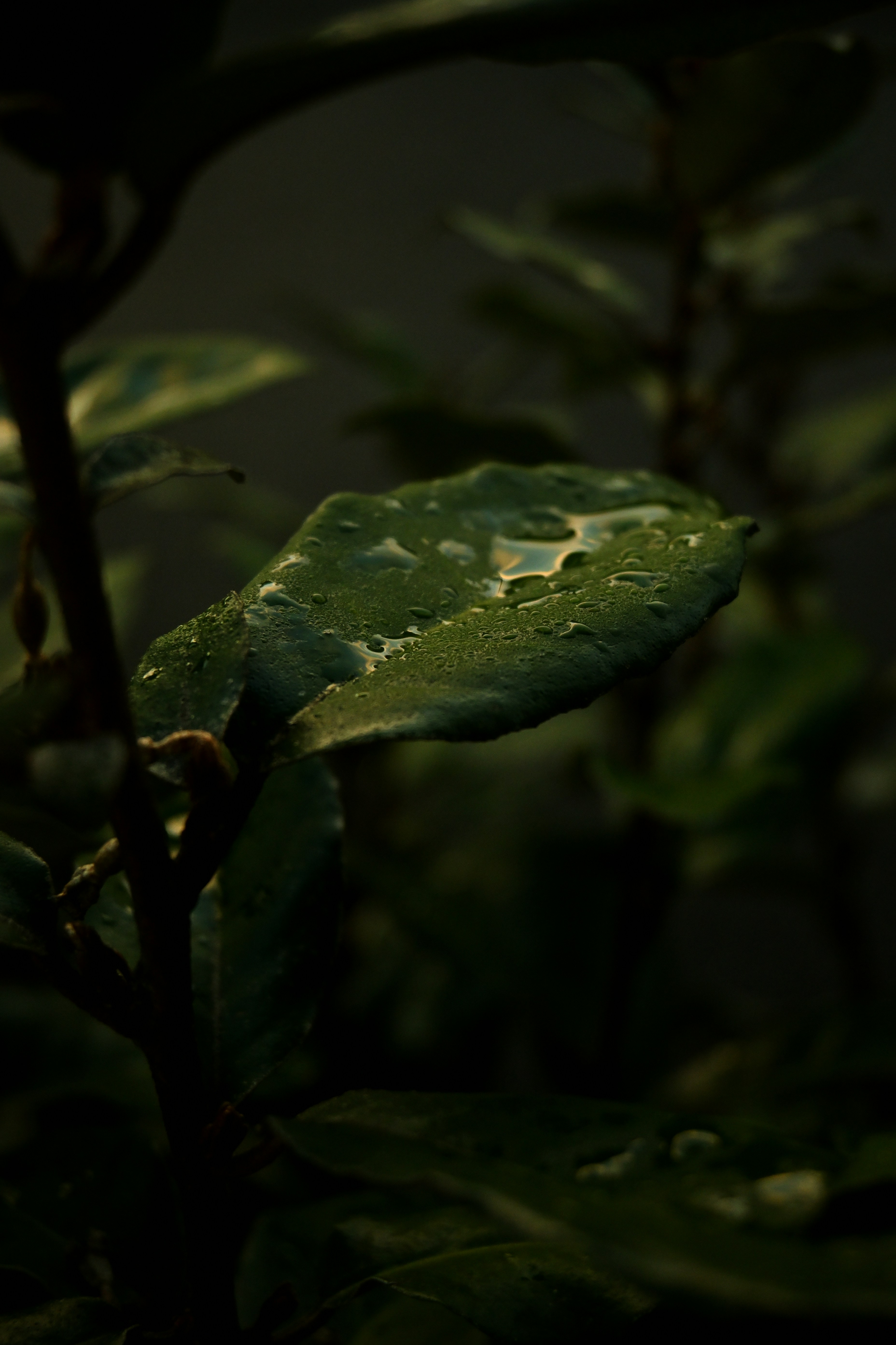 Leaf at sunrise | a close up of a green leaf on a tree