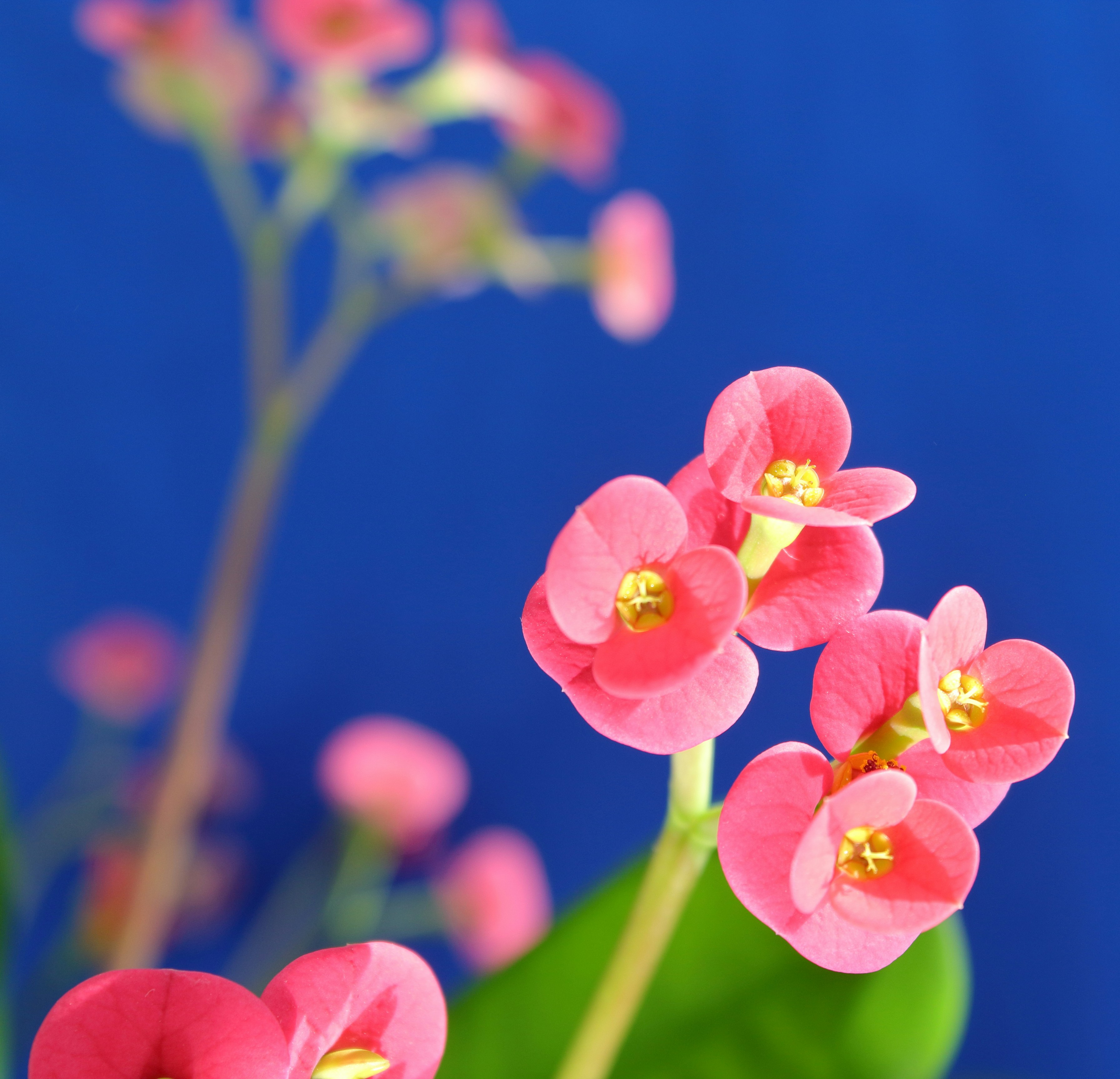Cobalt Backdrop, Soft Pink Begonias: A Close-Up Study