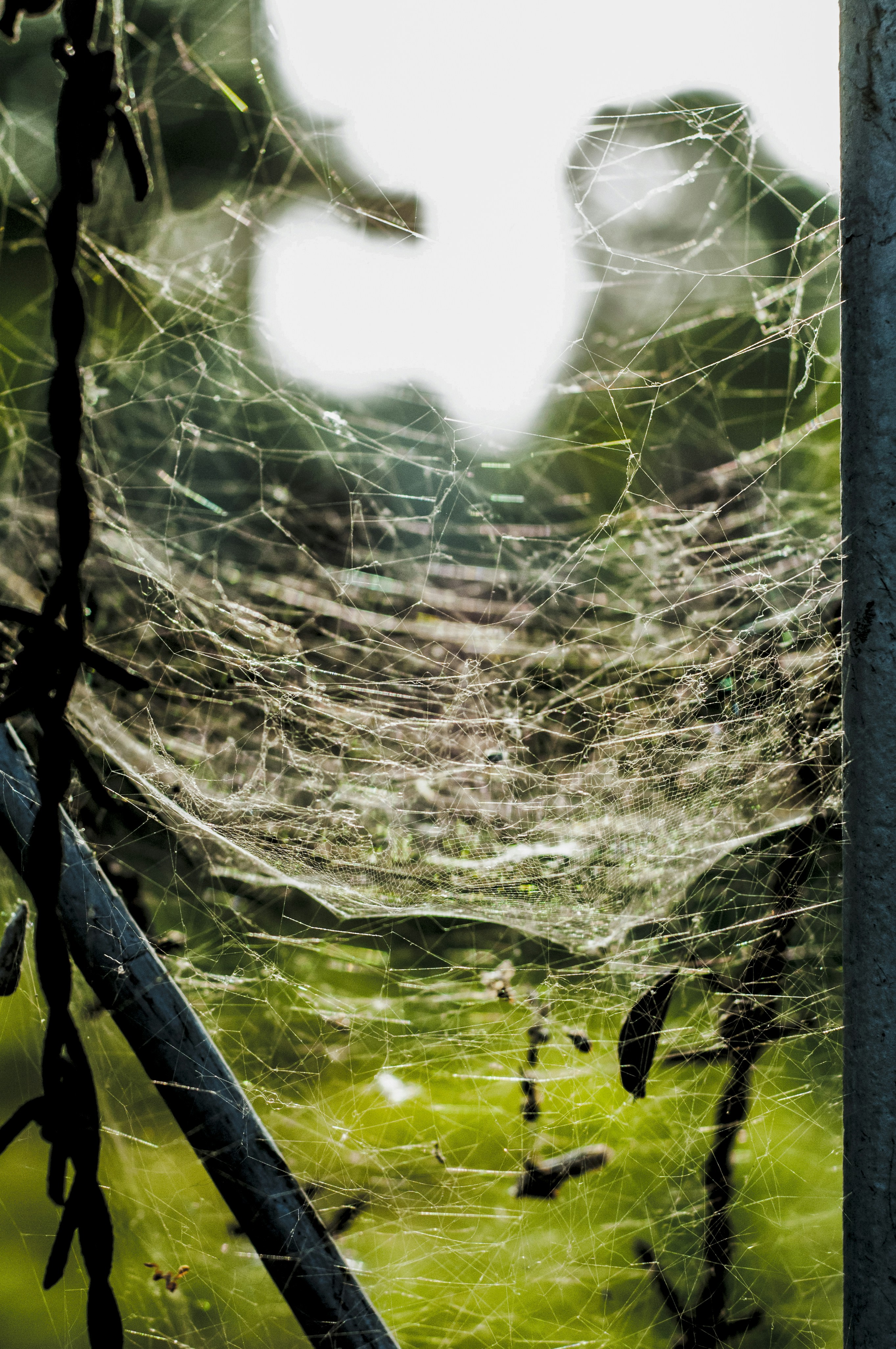 Gossamer Trap: Spider Silk Between Iron Rails