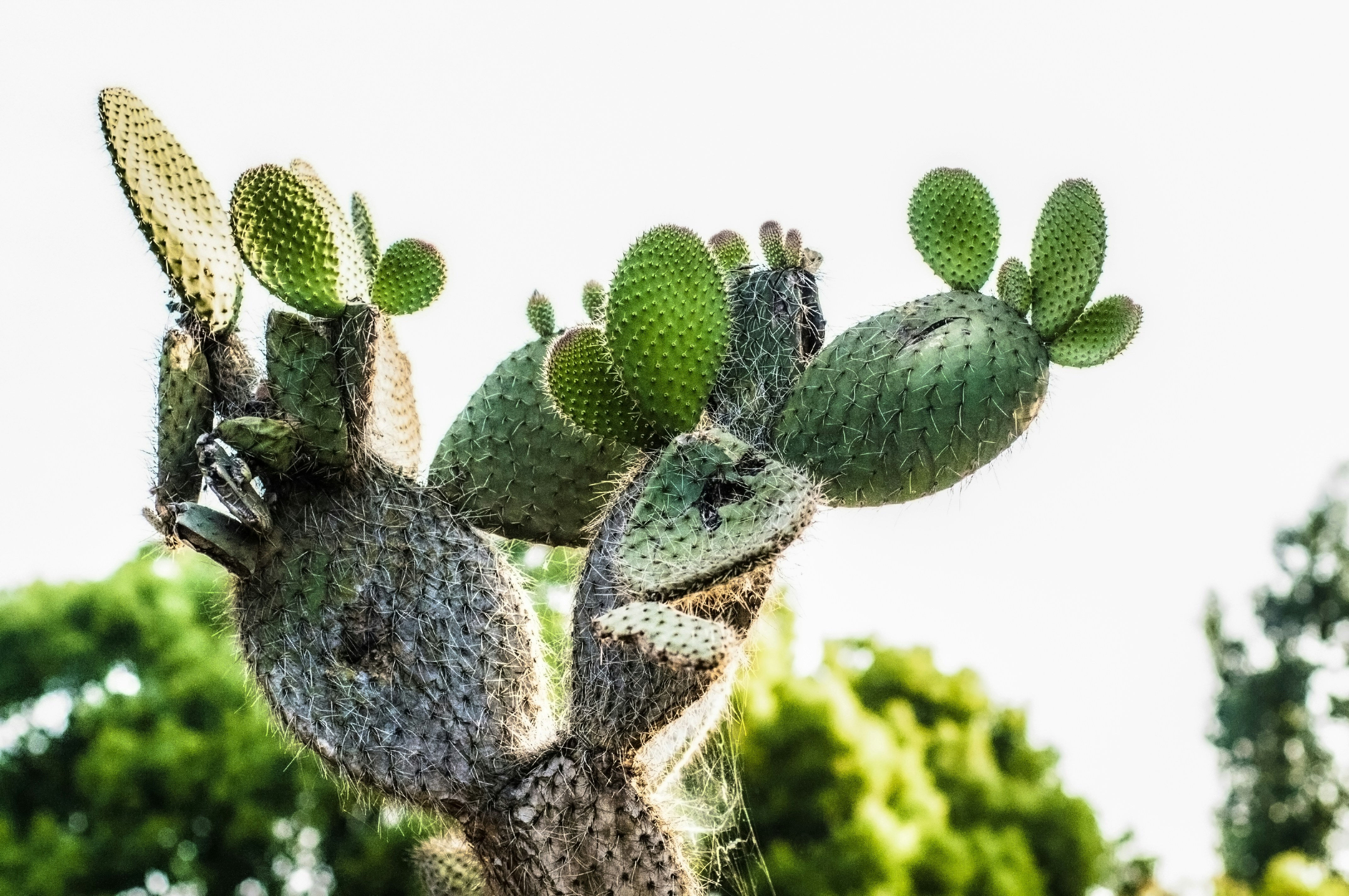 Prickly Crown: A Sunlit Grafted Cactus Portrait
