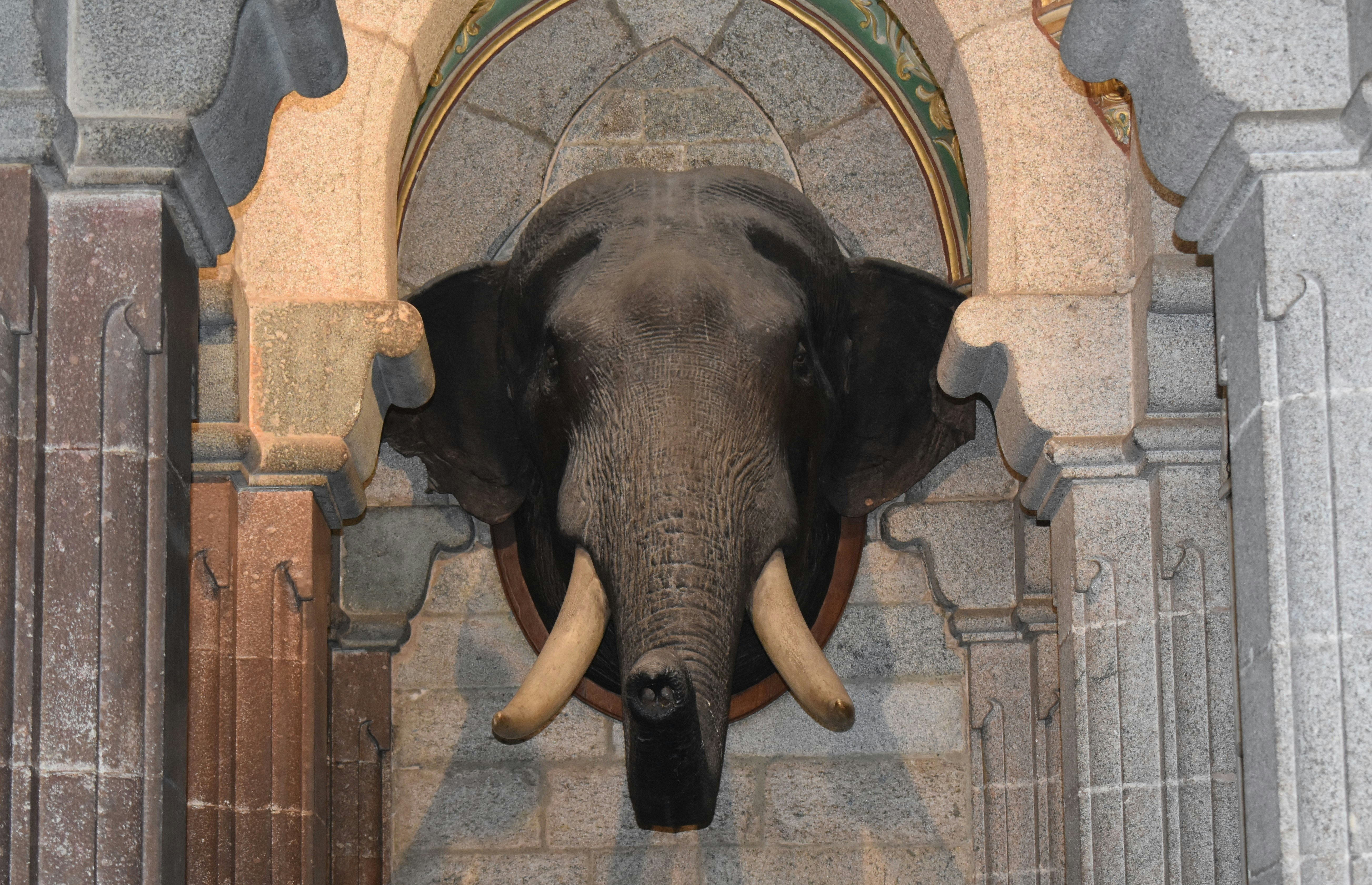 Stone Arch Sentinel: Warthog Gaze at the Threshold