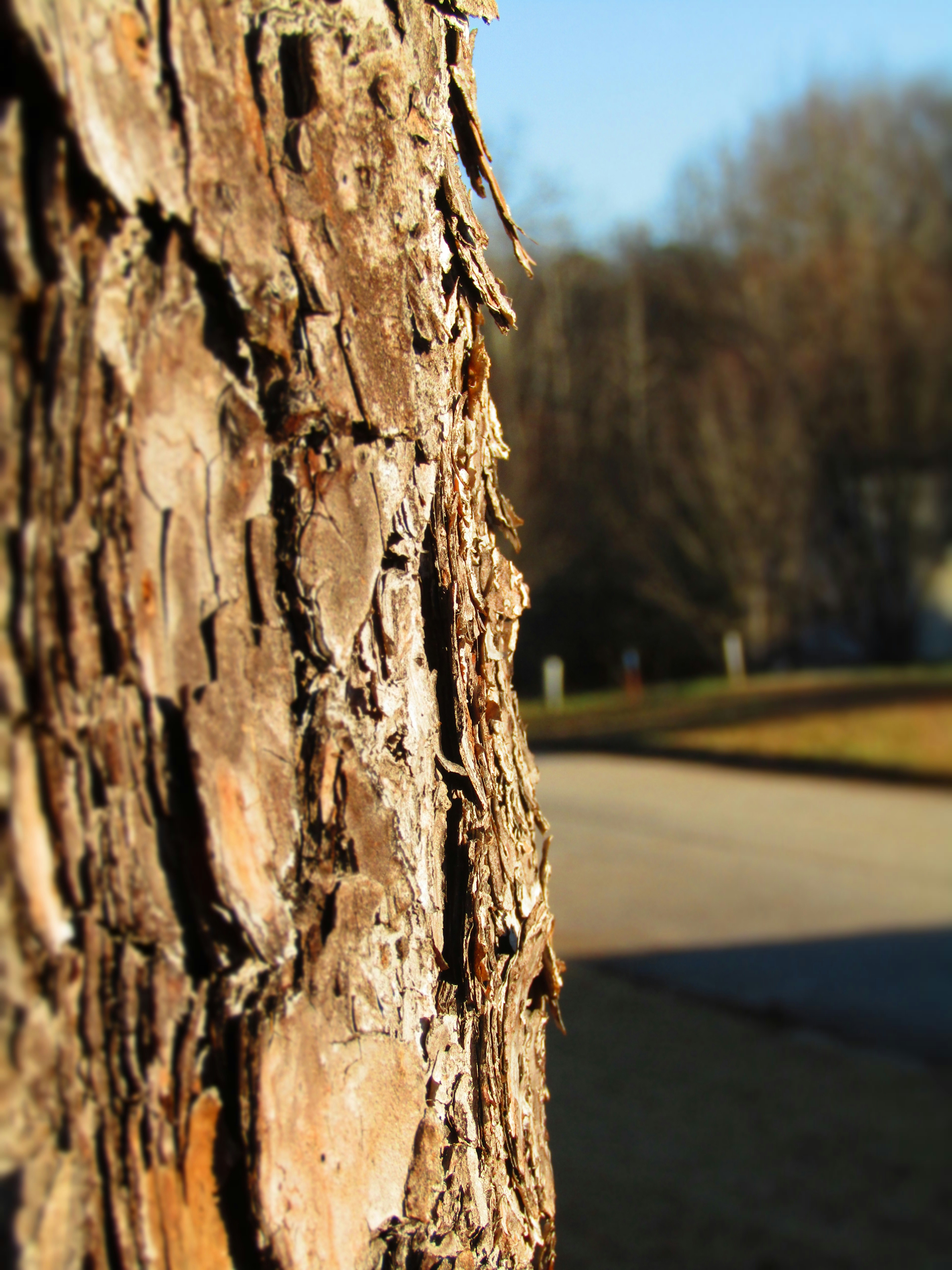 Close-up photograph of rugged tree bark on the left, with a shallow depth of field. A blurred suburban street and houses provide a soft backdrop.