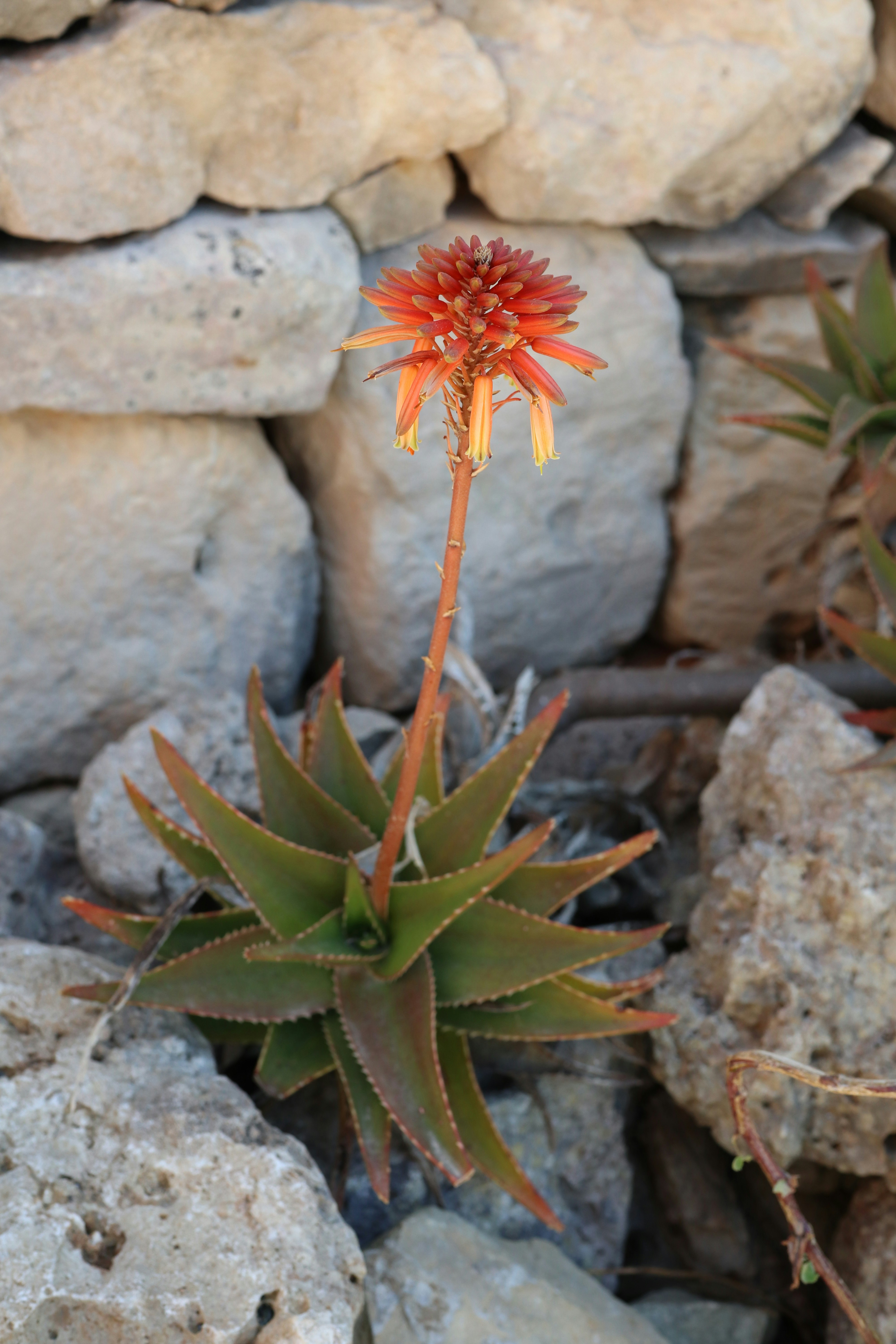 Orange Torch Aloe Bloom Rising Above a Pebble Wall