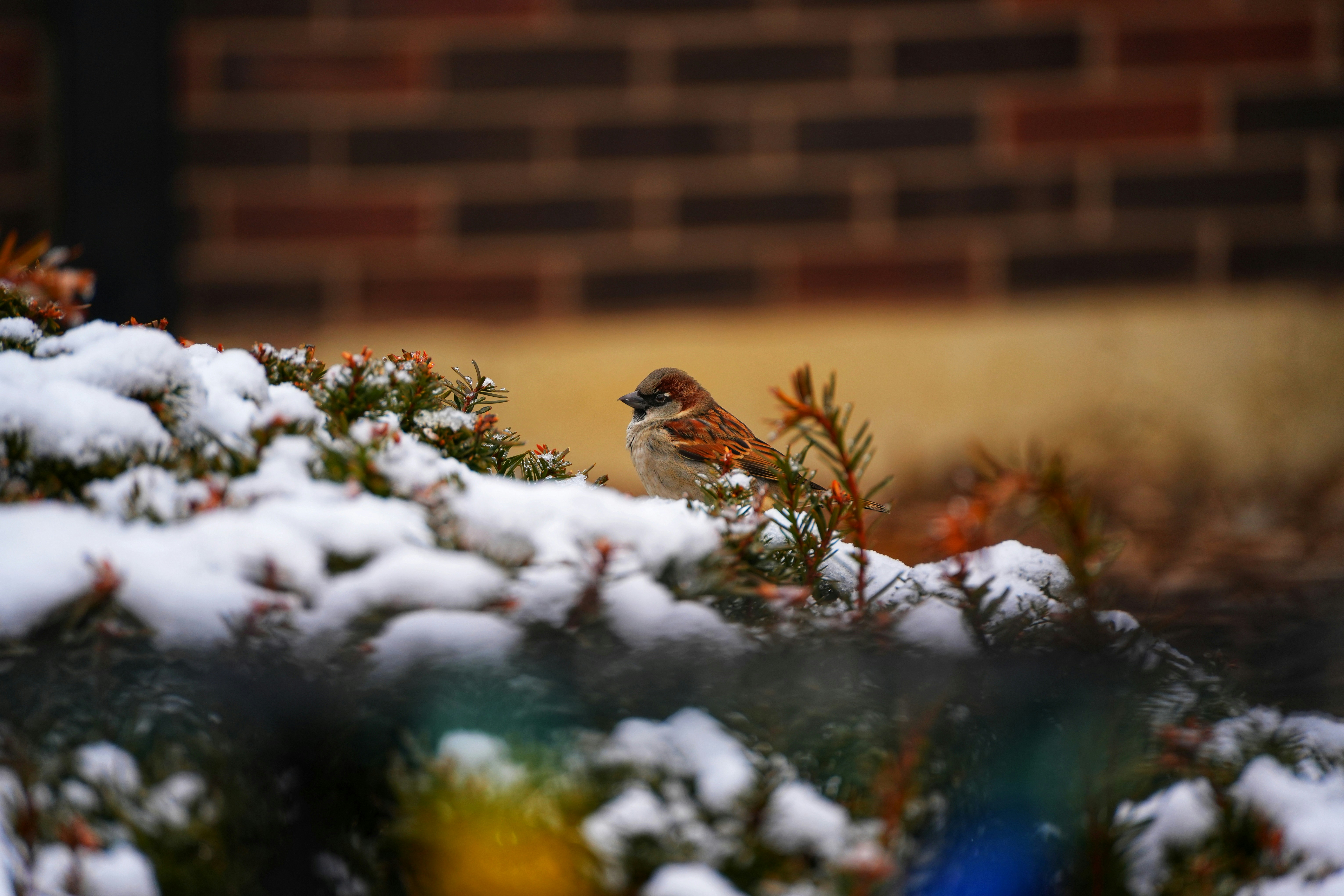 Winter Quiet: Sparrow Perched on Snow-Kissed Shrubs Before Brick Backdrop