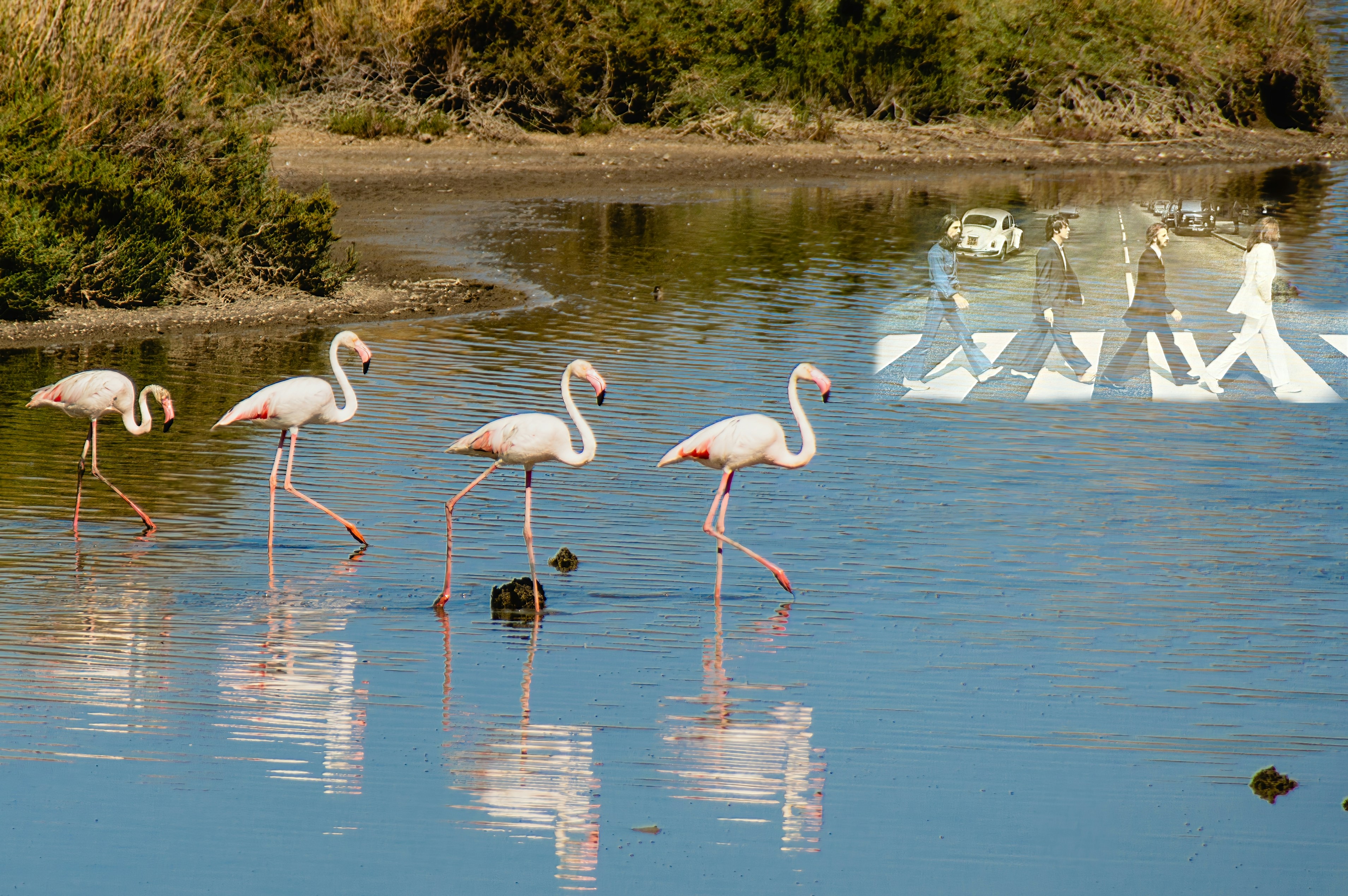 Un groupe de flamants roses marchant sur un plan d’eau photo – Photo ...