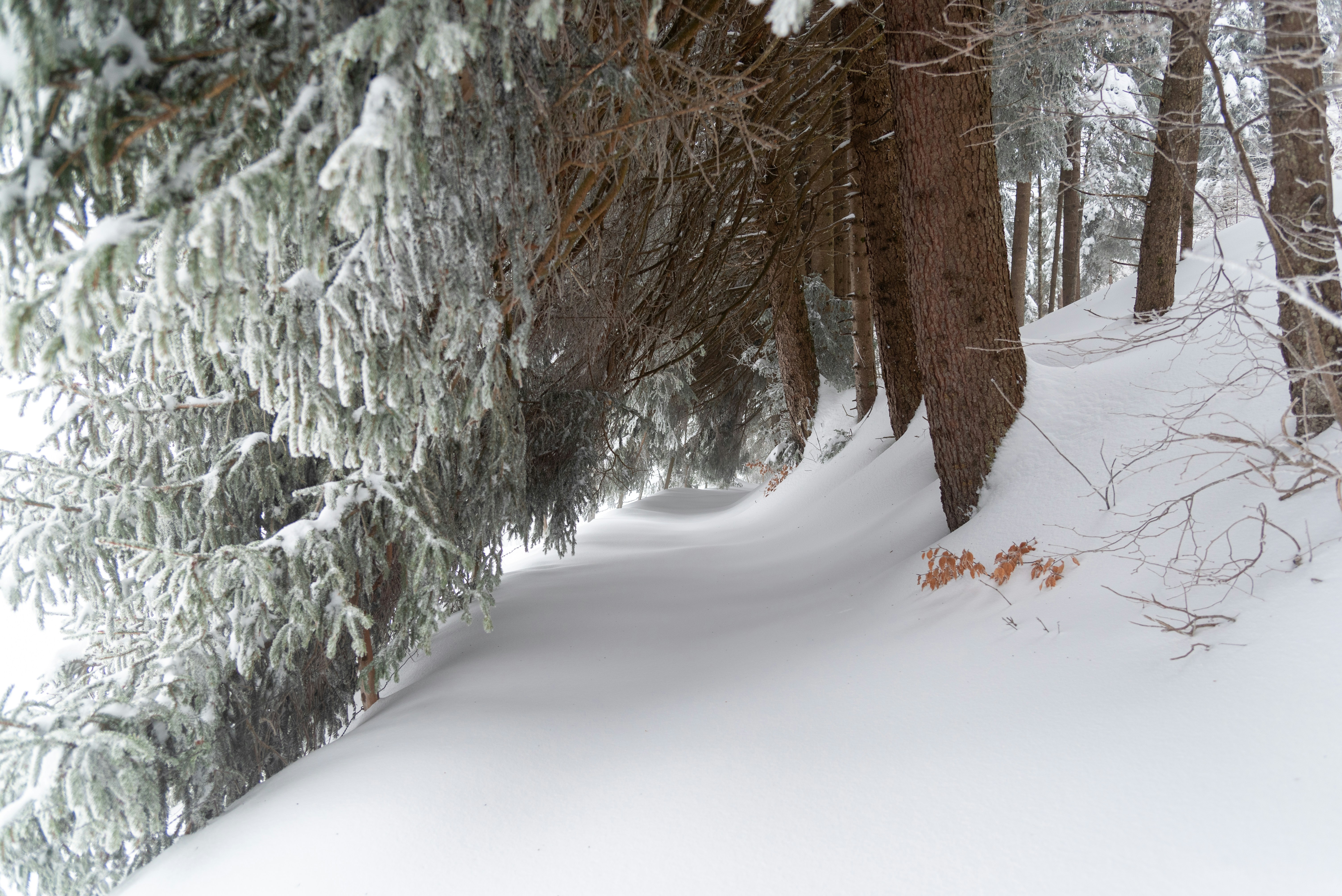 Snowbound Corridor Through Frosted Pines