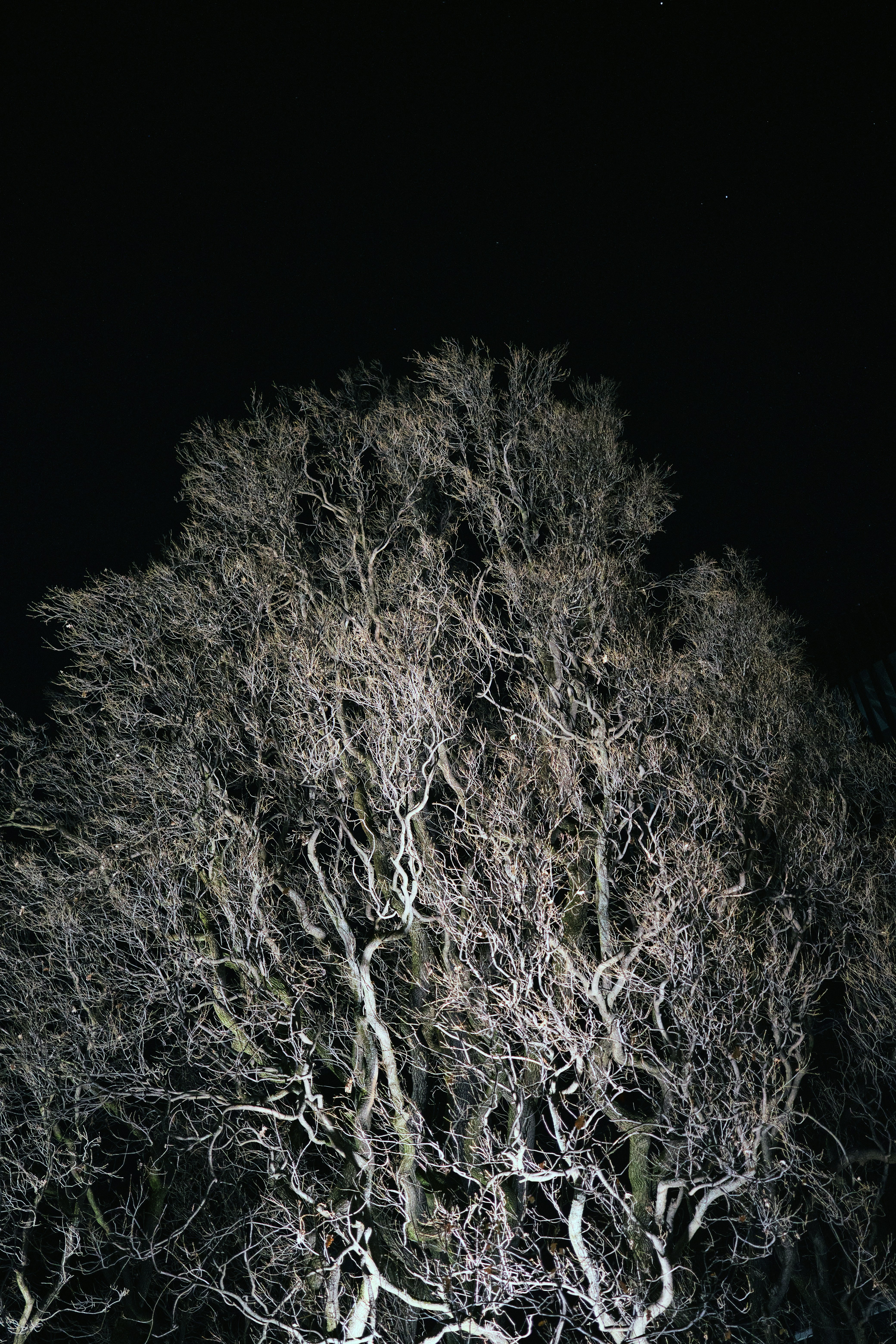 Starry Night Carved by Branches: The Gnarled Tree in Silence