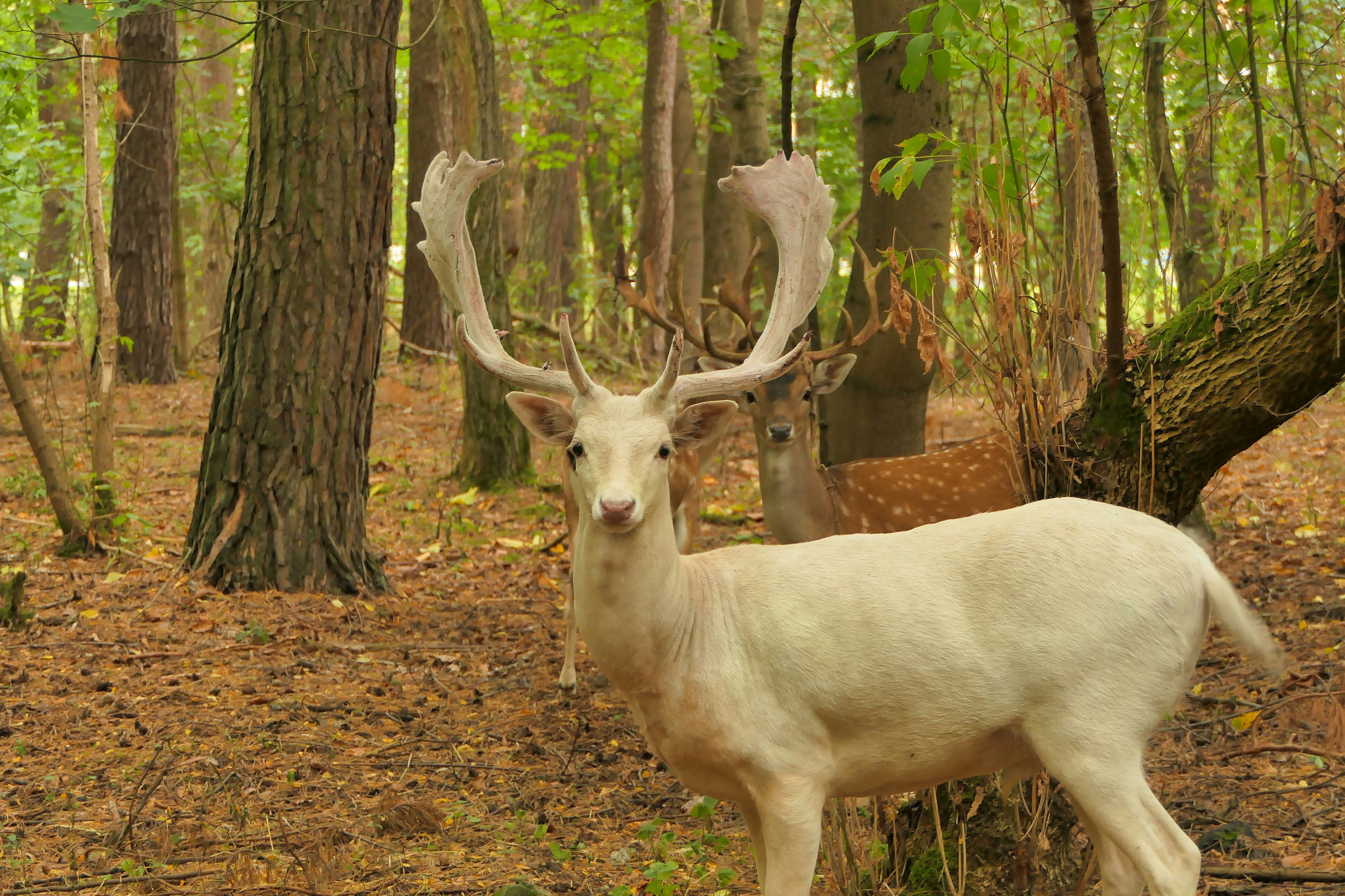 White deer with large antlers stands amidst a lush green forest.