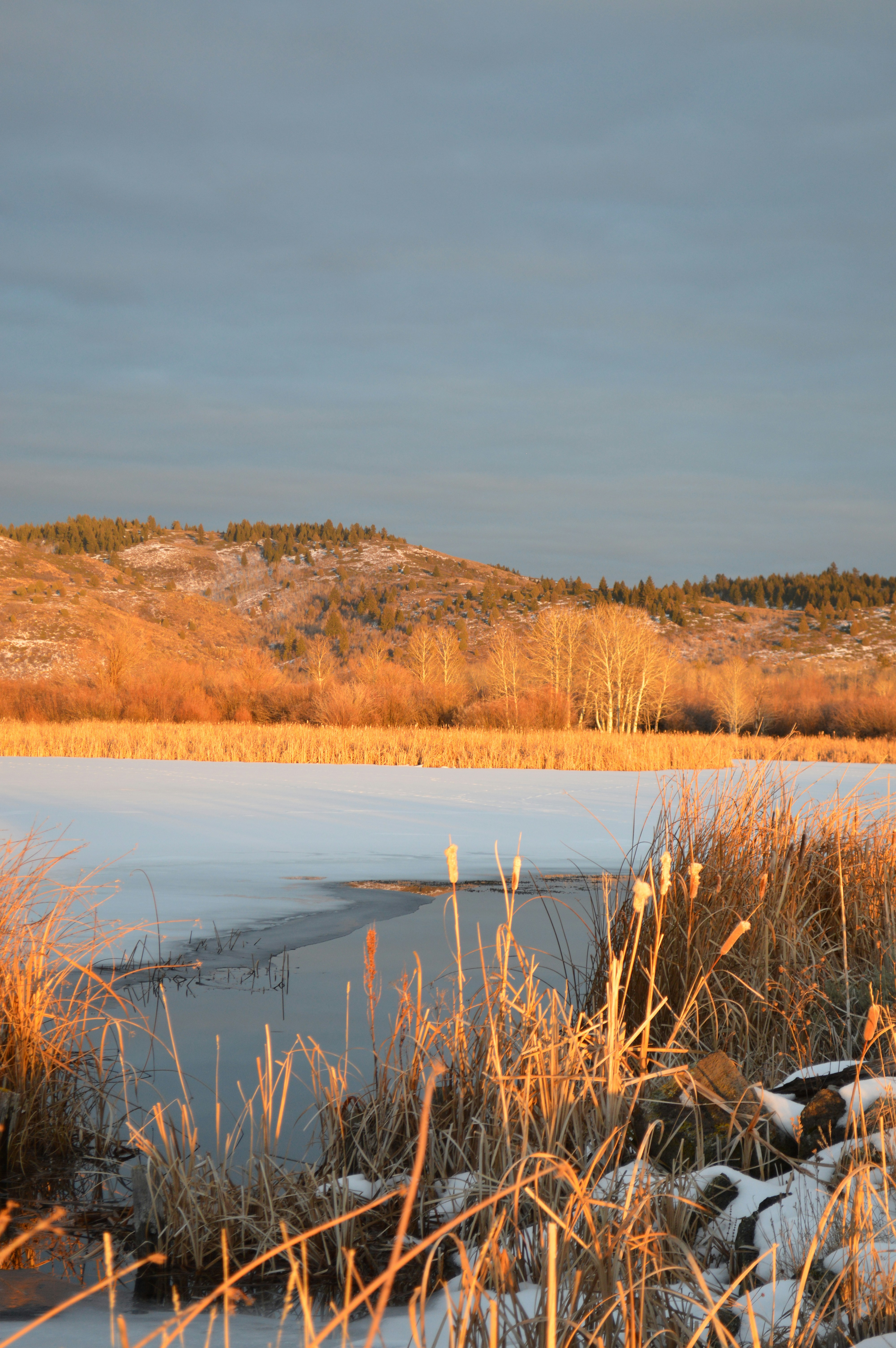Golden Hour on Ice: Reeds Framing a Quiet Lake under Snow-kissed Hills