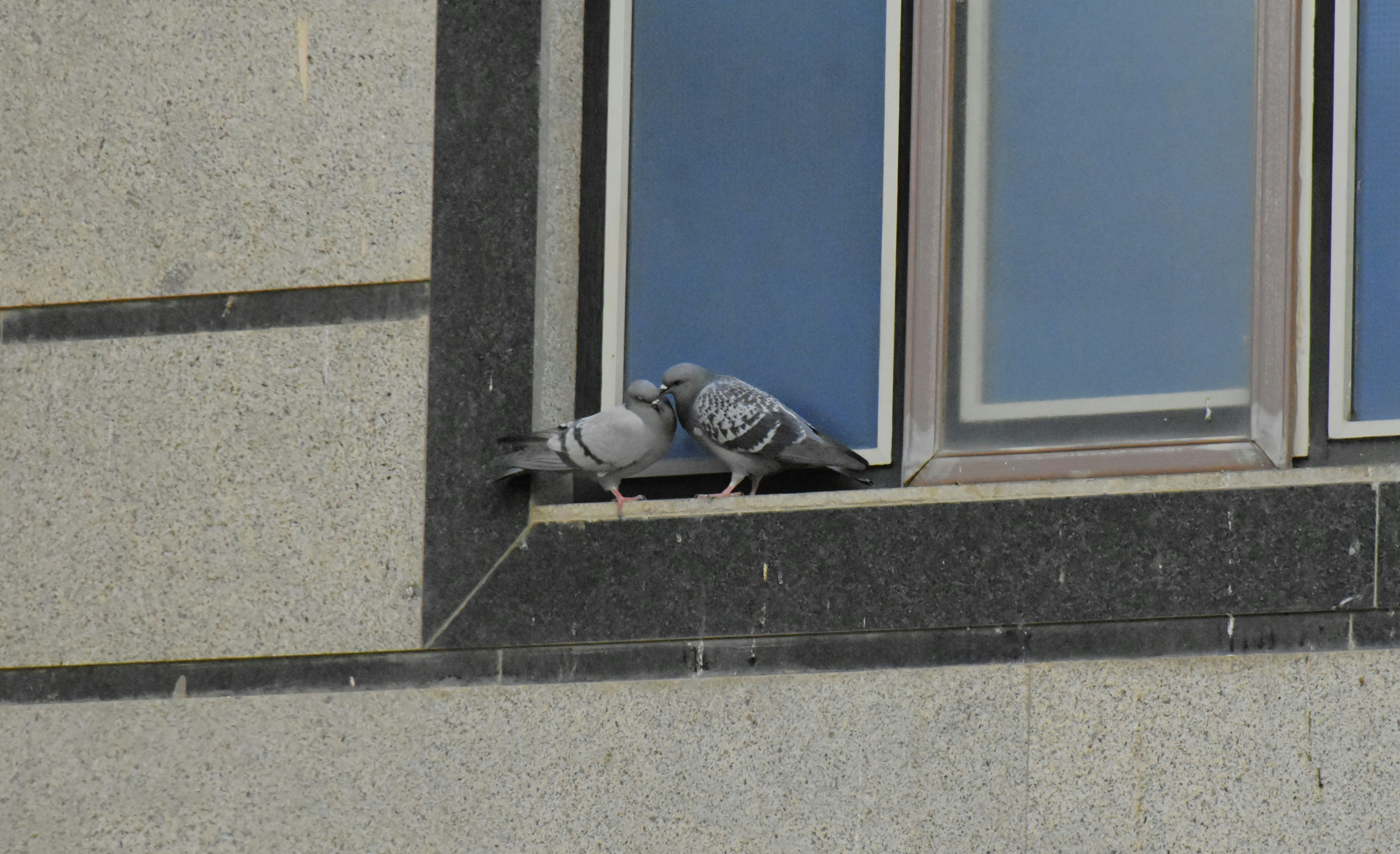 Pigeons Perch on a Stone Ledge Beneath a Blue-Frame Window
