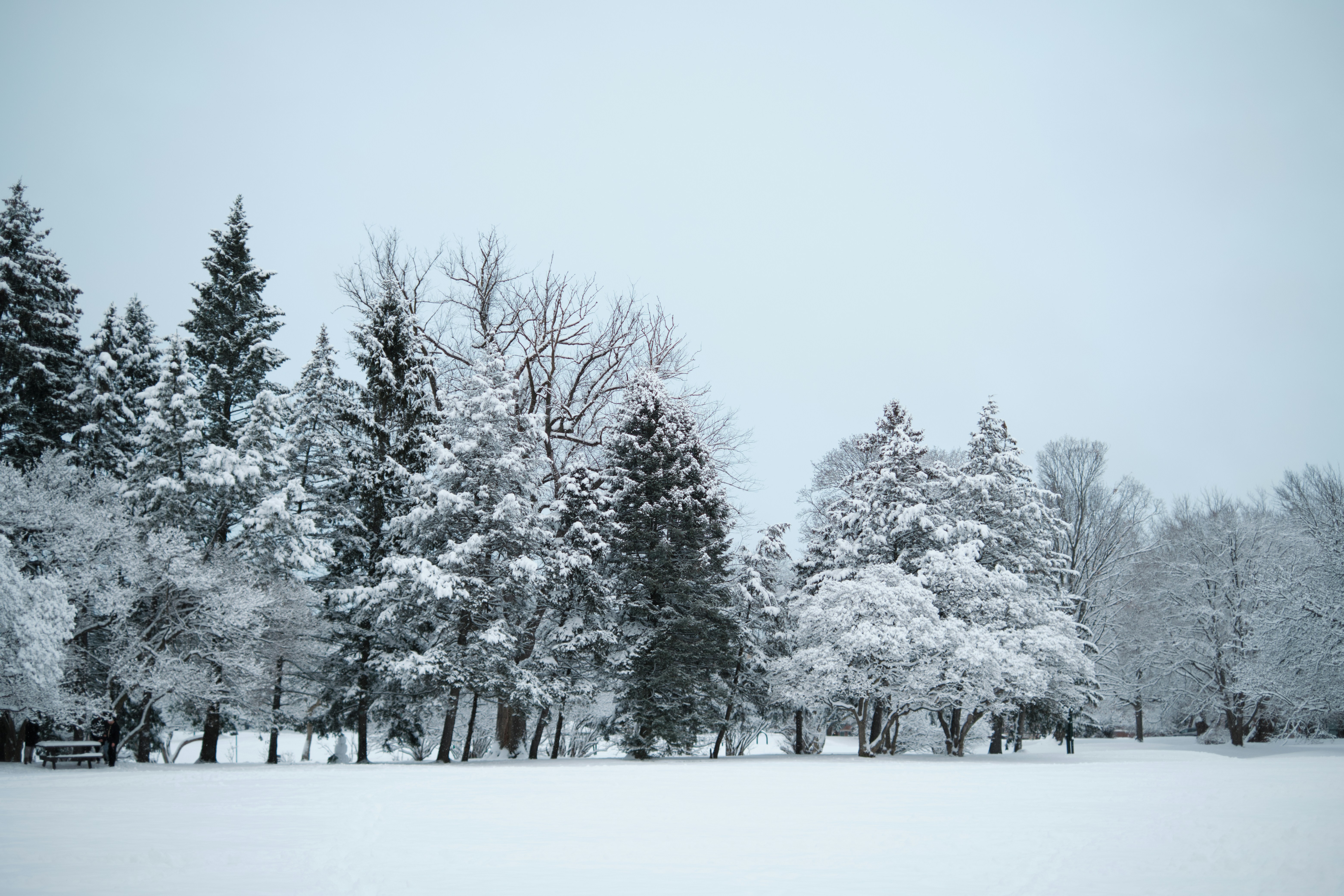 Snow Tree Pictures | Download Free Images on Unsplash