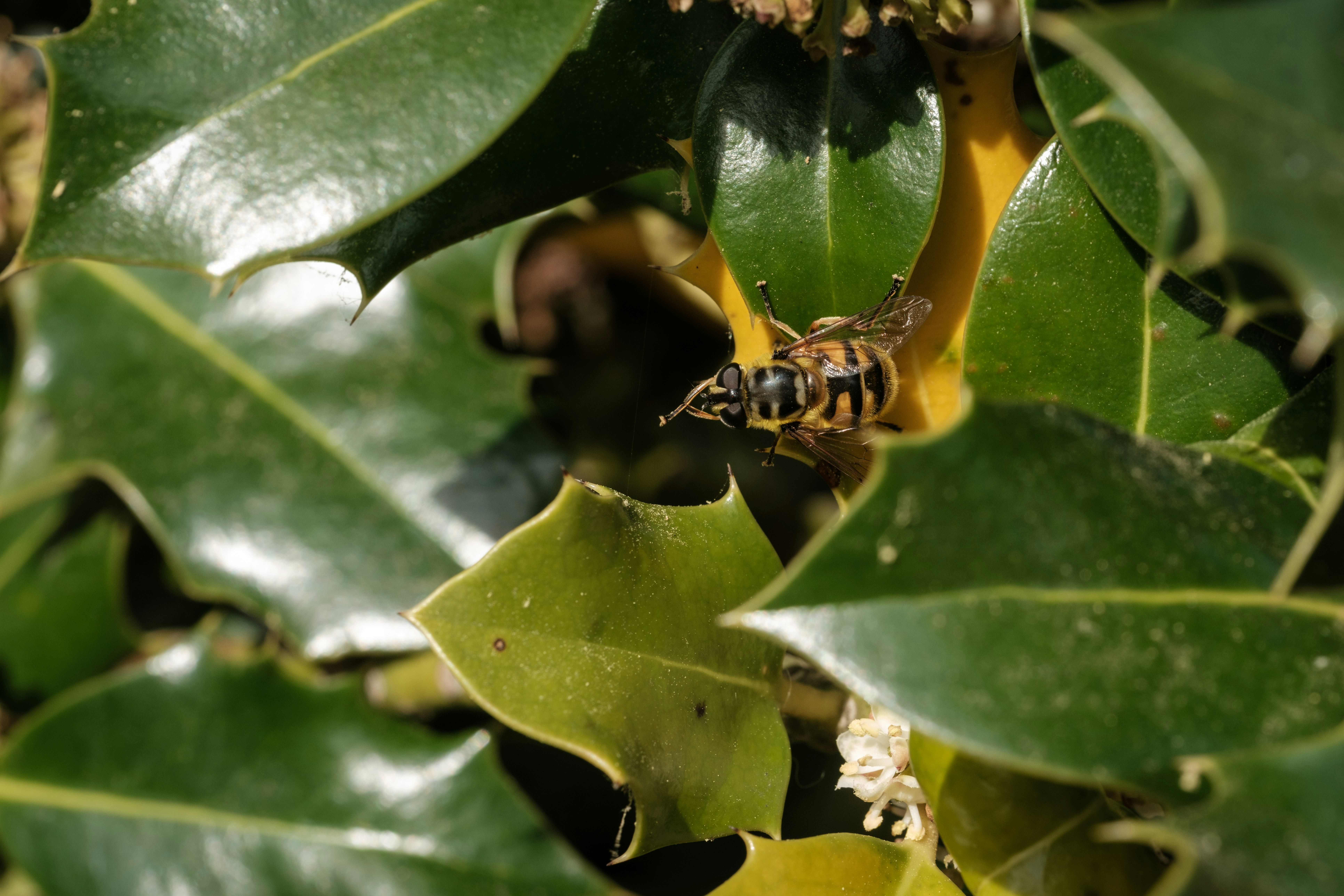 Beeline in the Holly: A Bee Probes Nectar Beneath Spiny Leaves