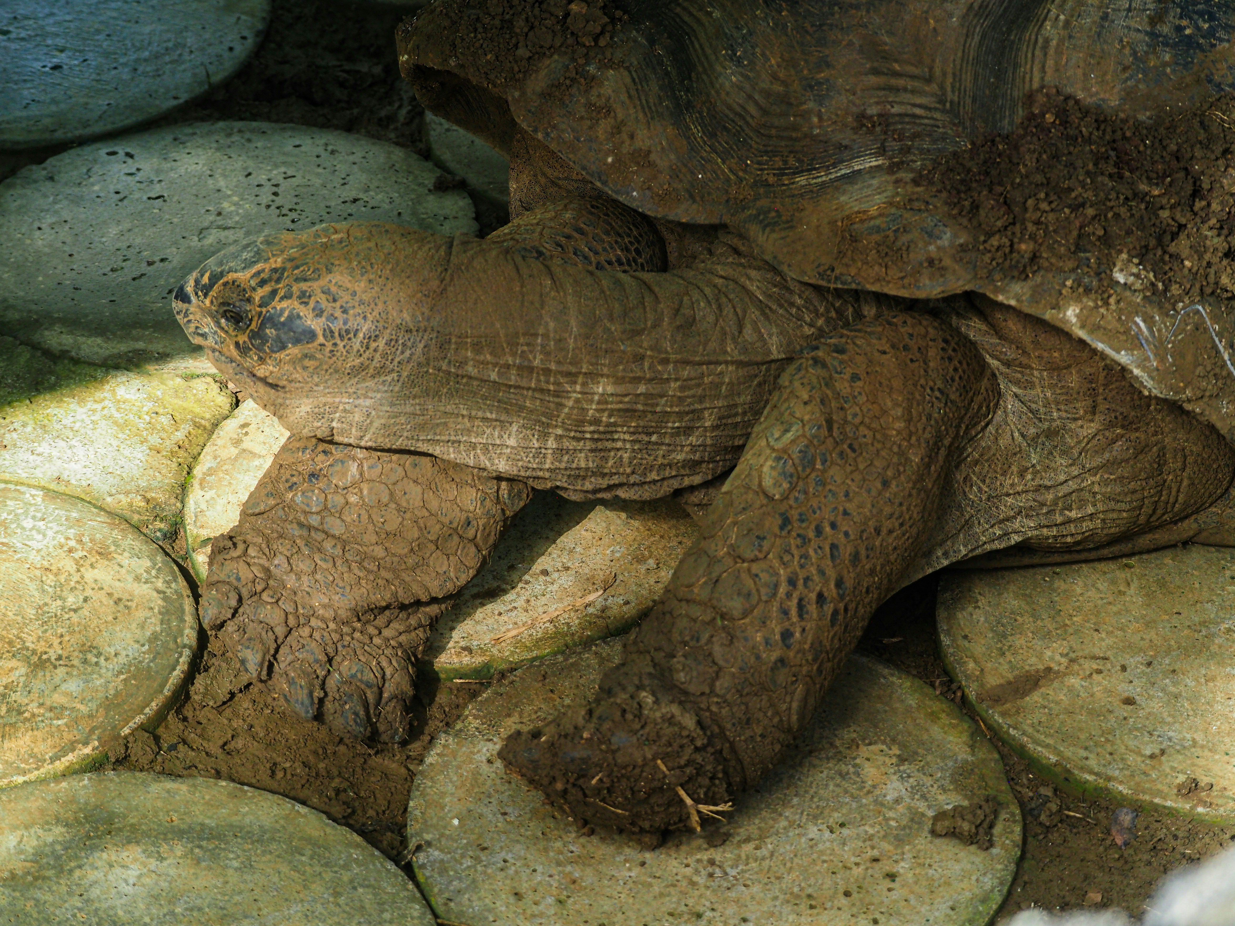 Stone-Warmed Slumber: A Turtle Reposes Among Sunlit River Pebbles