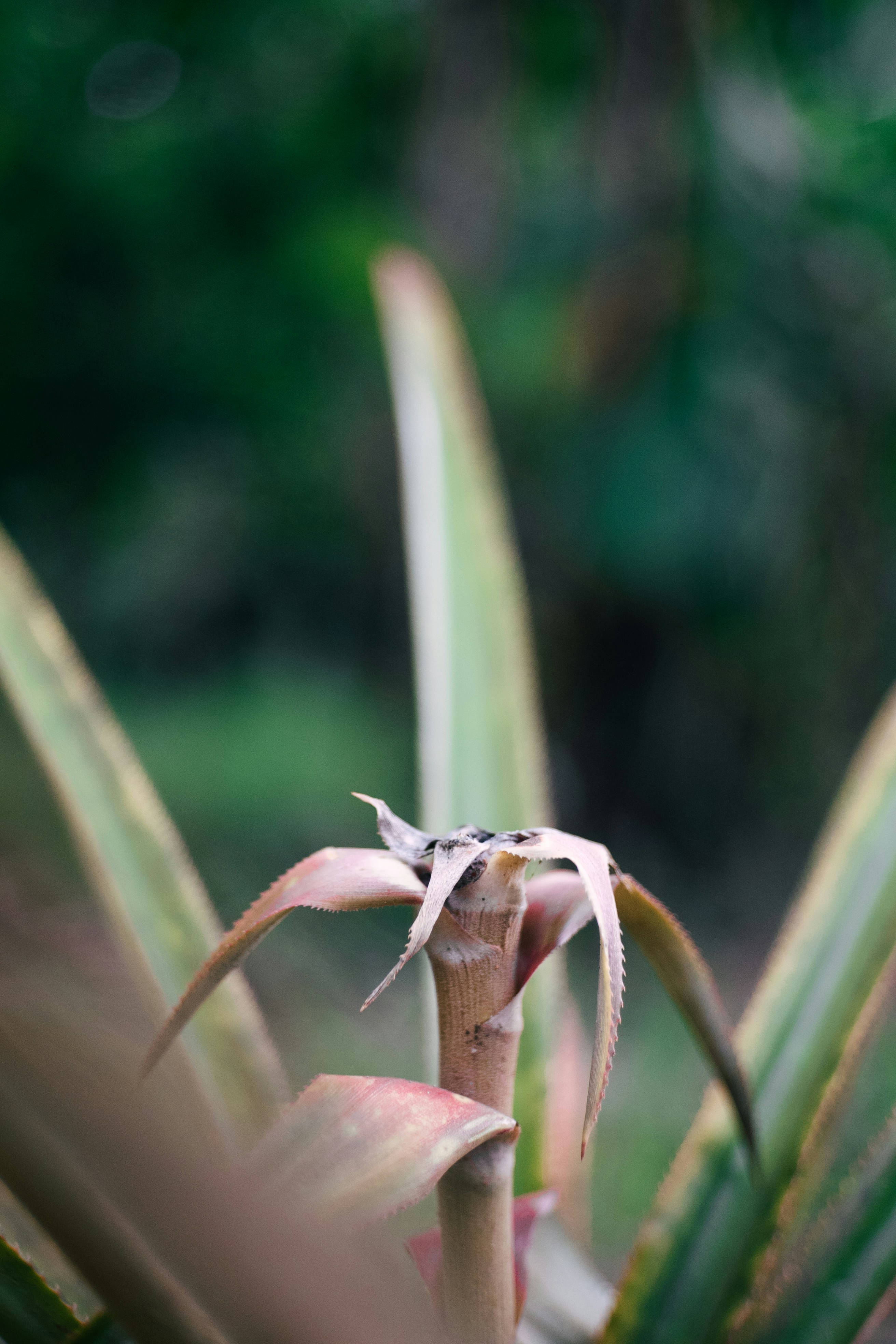Center Stem: A Close-Up on a Faded Bromeliad Crown