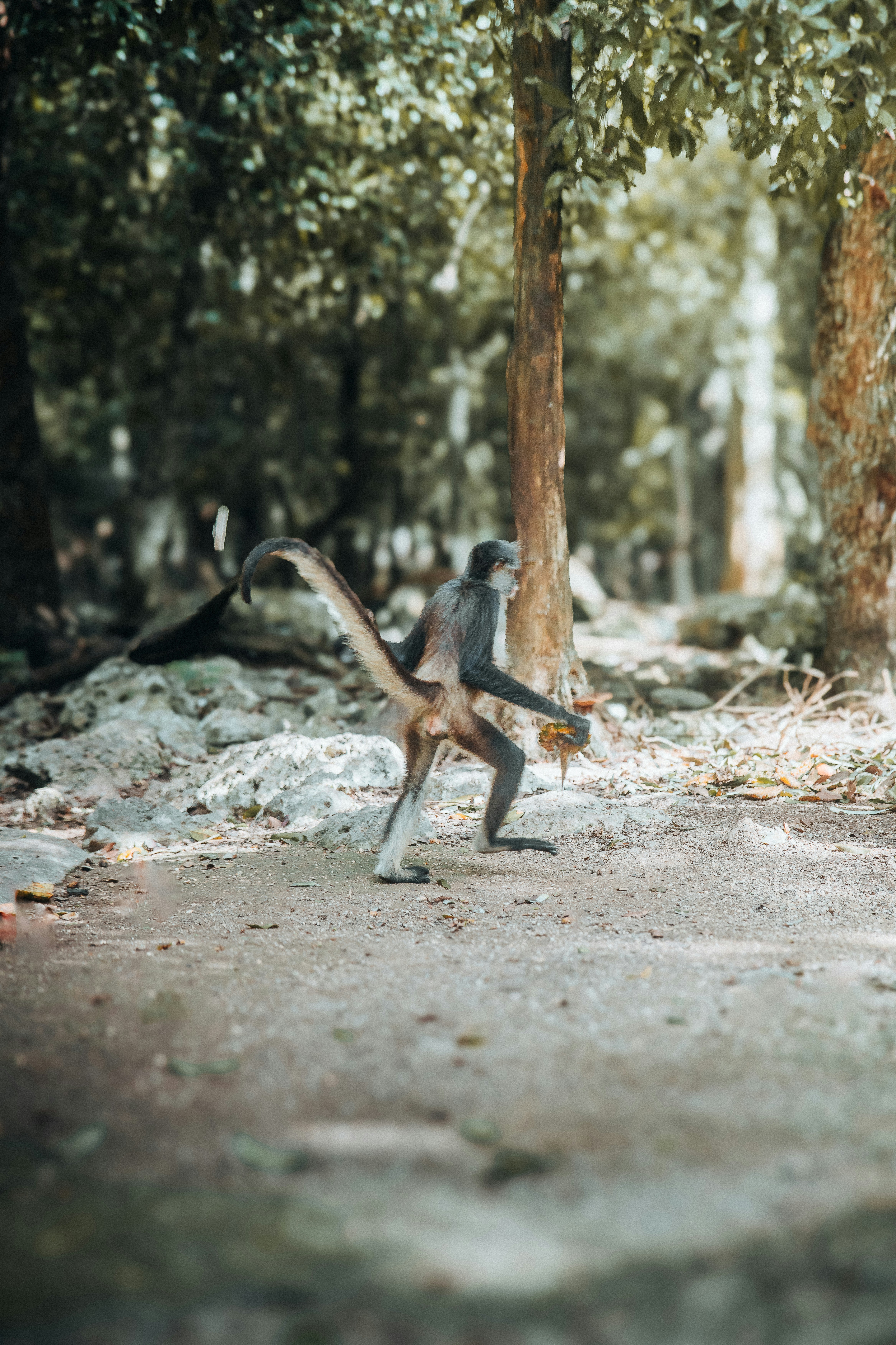 Un singe courant à travers une forêt avec des arbres en arrière-plan ...