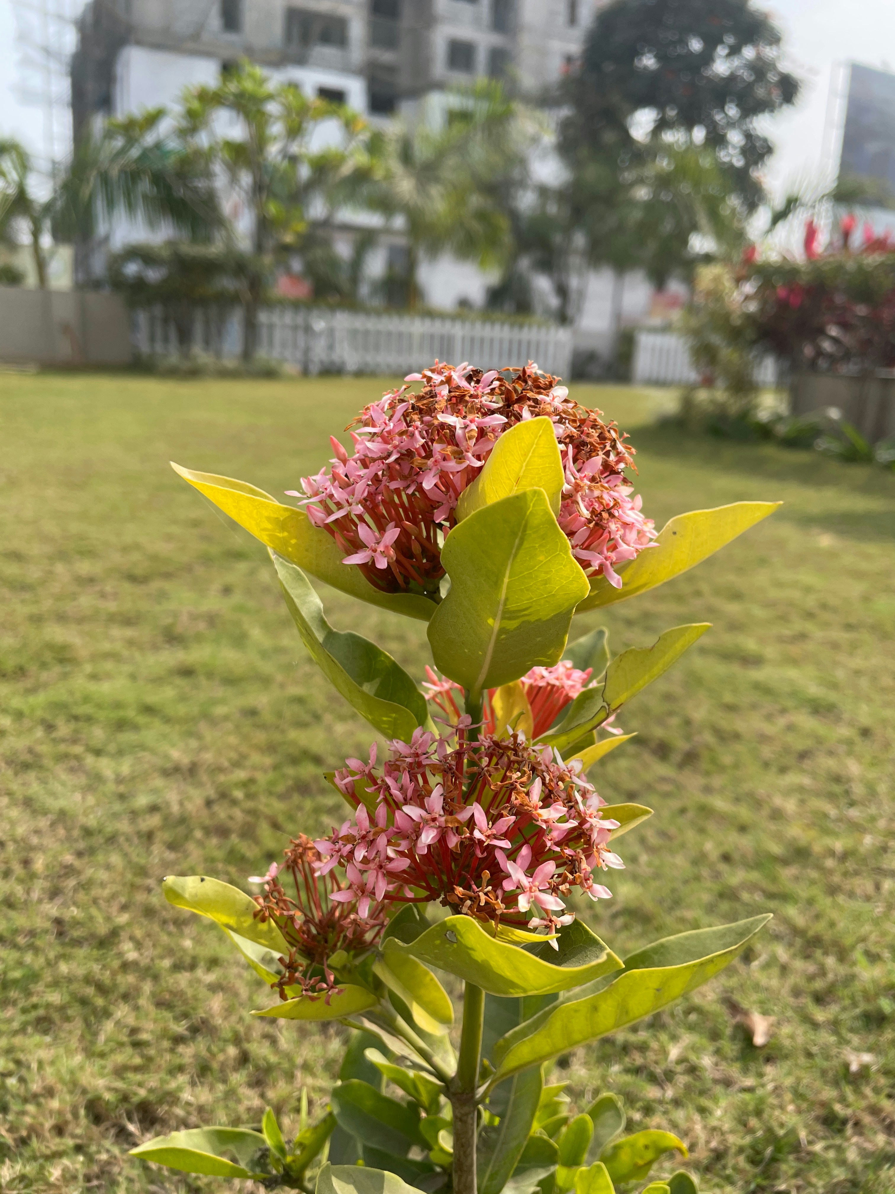 Sunlit Pink Bloom Cluster Rises From a Quiet Suburban Lawn