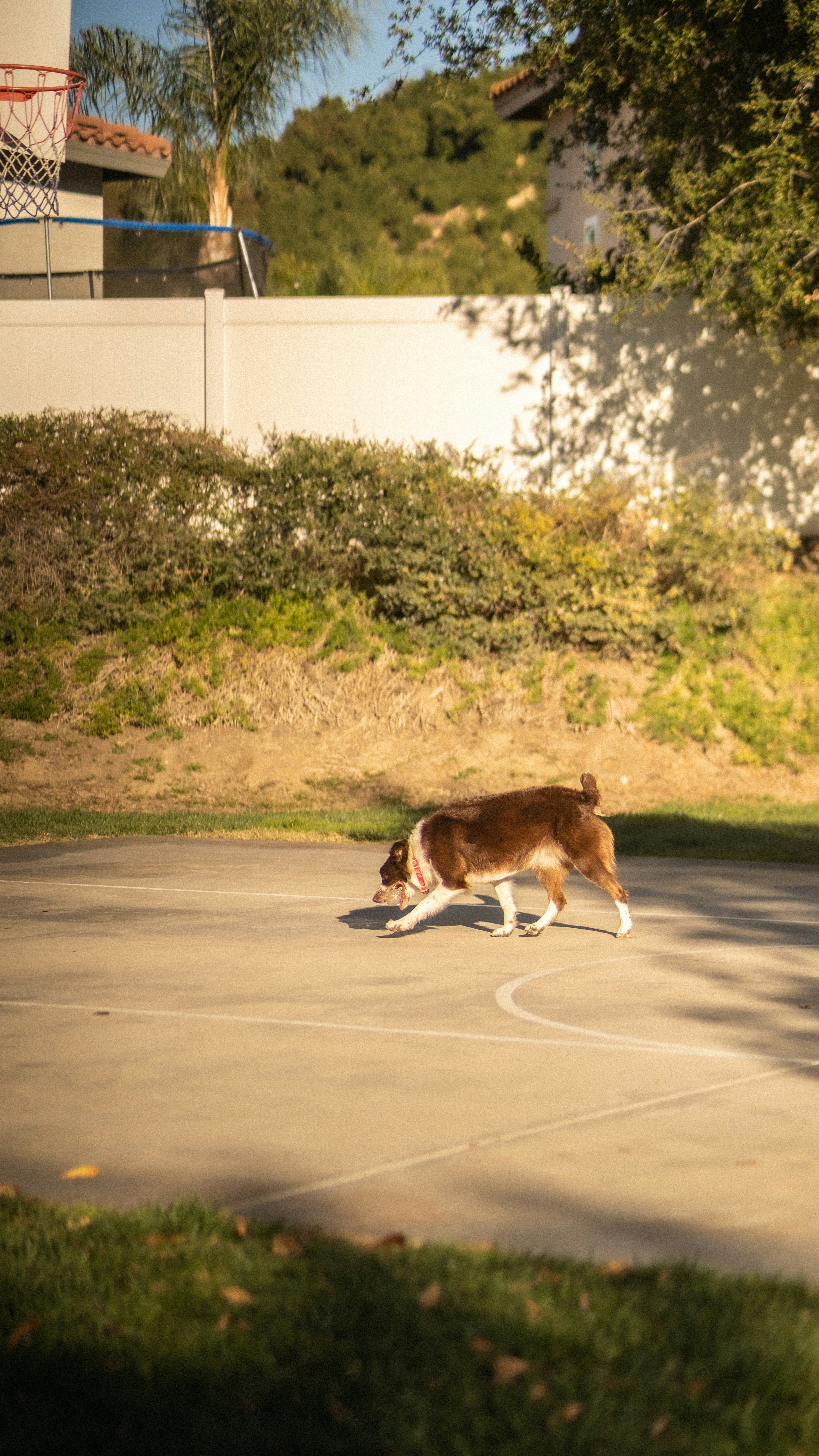 Border Collie on a Sunlit Court