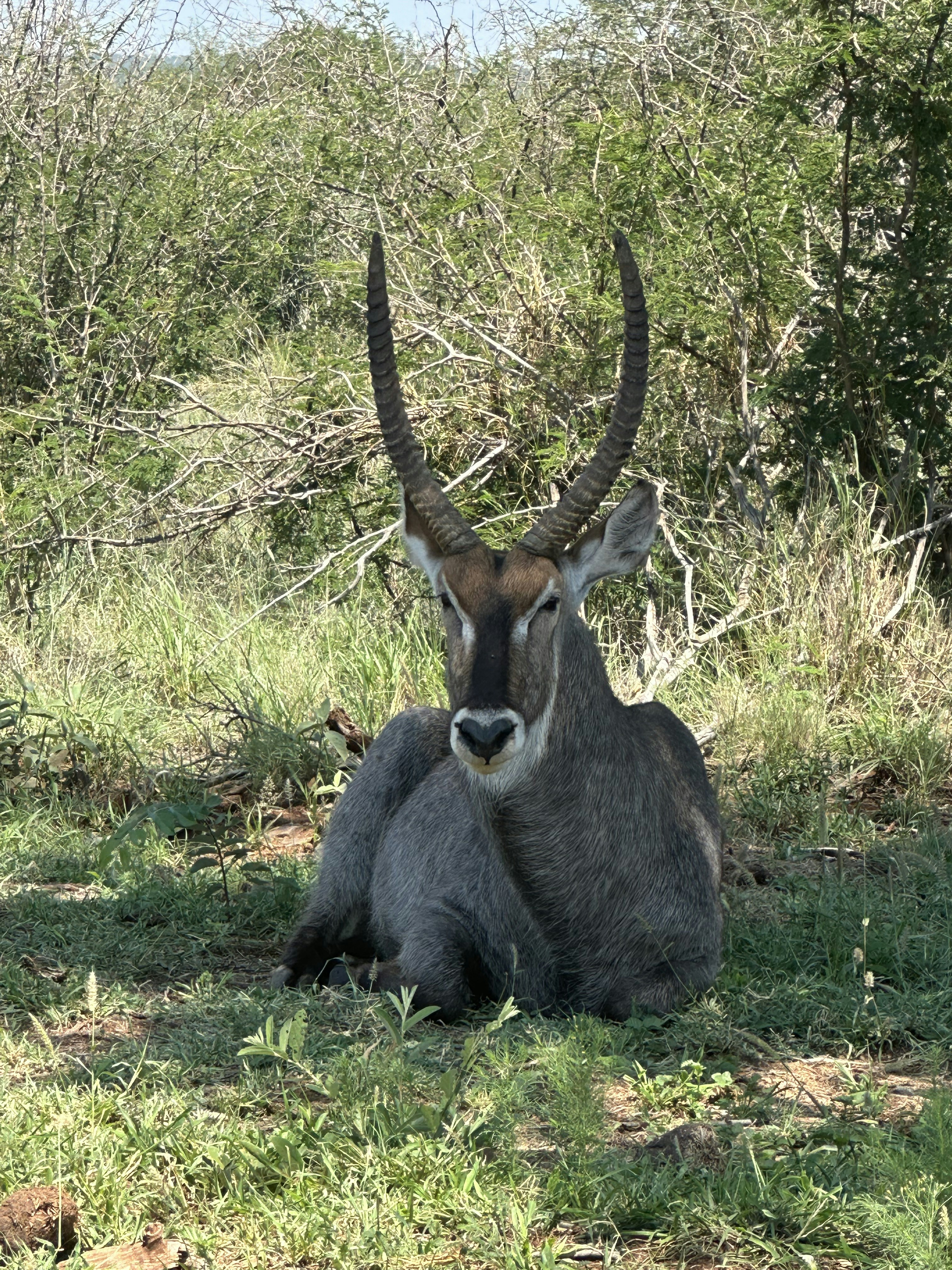 Horizon Rest: a horned sentinel lounges in sunlit scrub