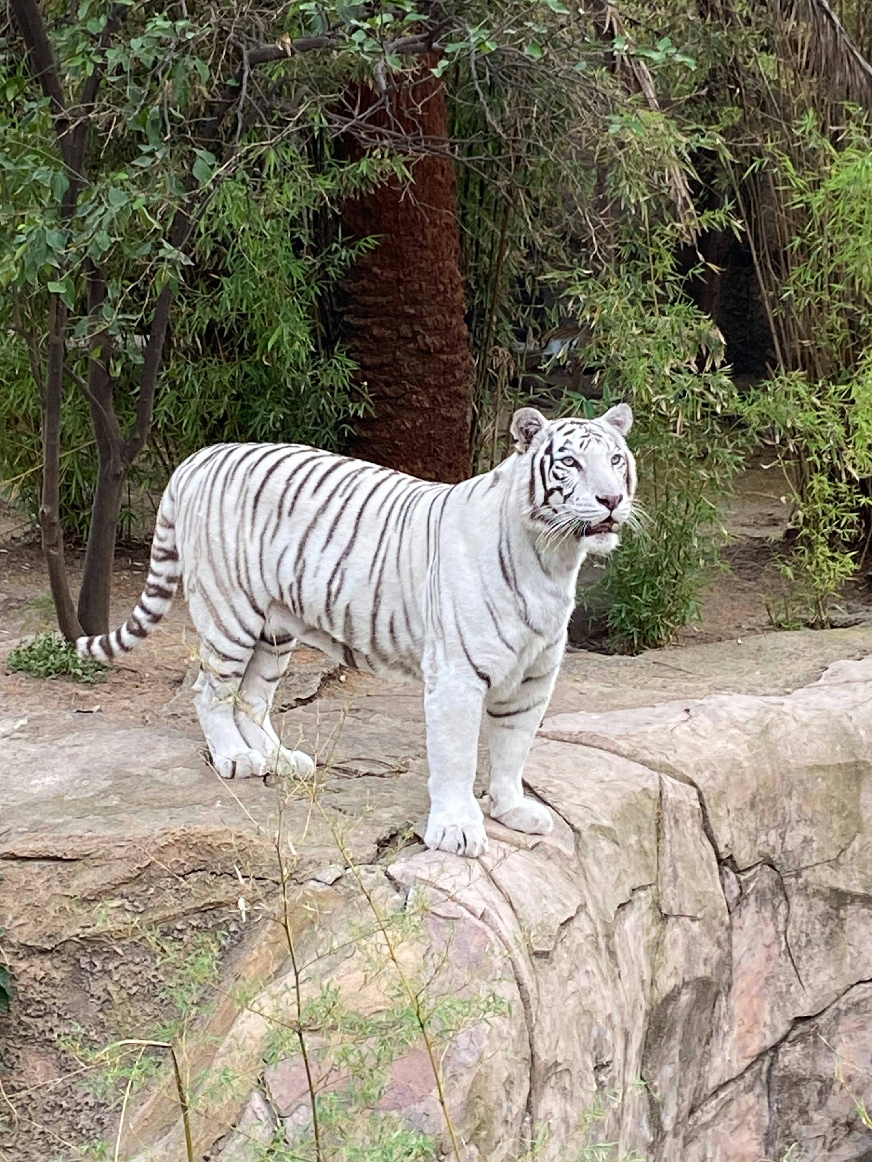 Stone-Ledge Stance: White Tiger Pauses on the Edge of a Green Enclosure